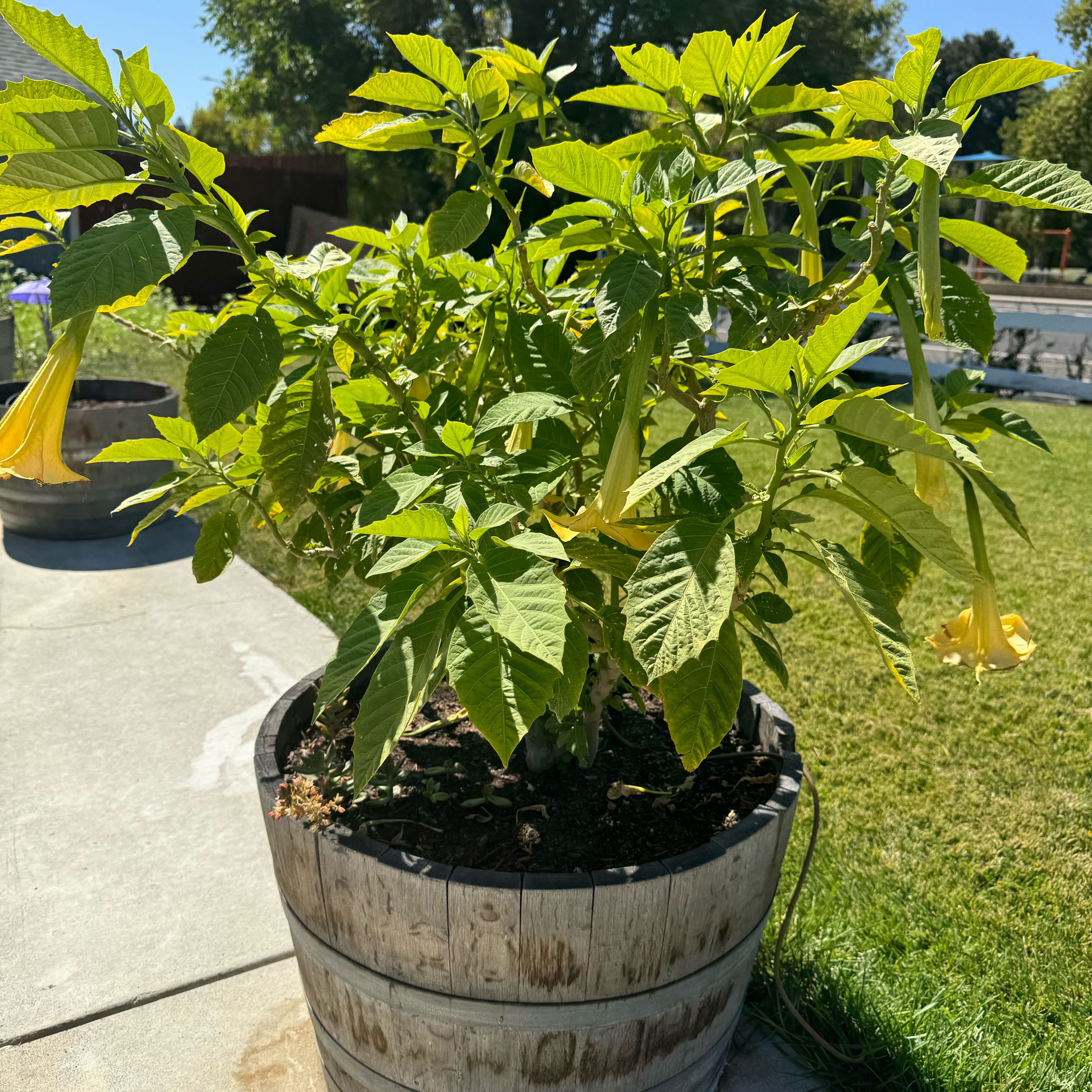 The Complete Brugmansia 'Charles Grimaldi' Plant Care Guide: Water ...