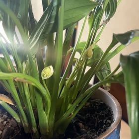 Cuna de Moisés | A plant by @CuteHotpeppers on Greg