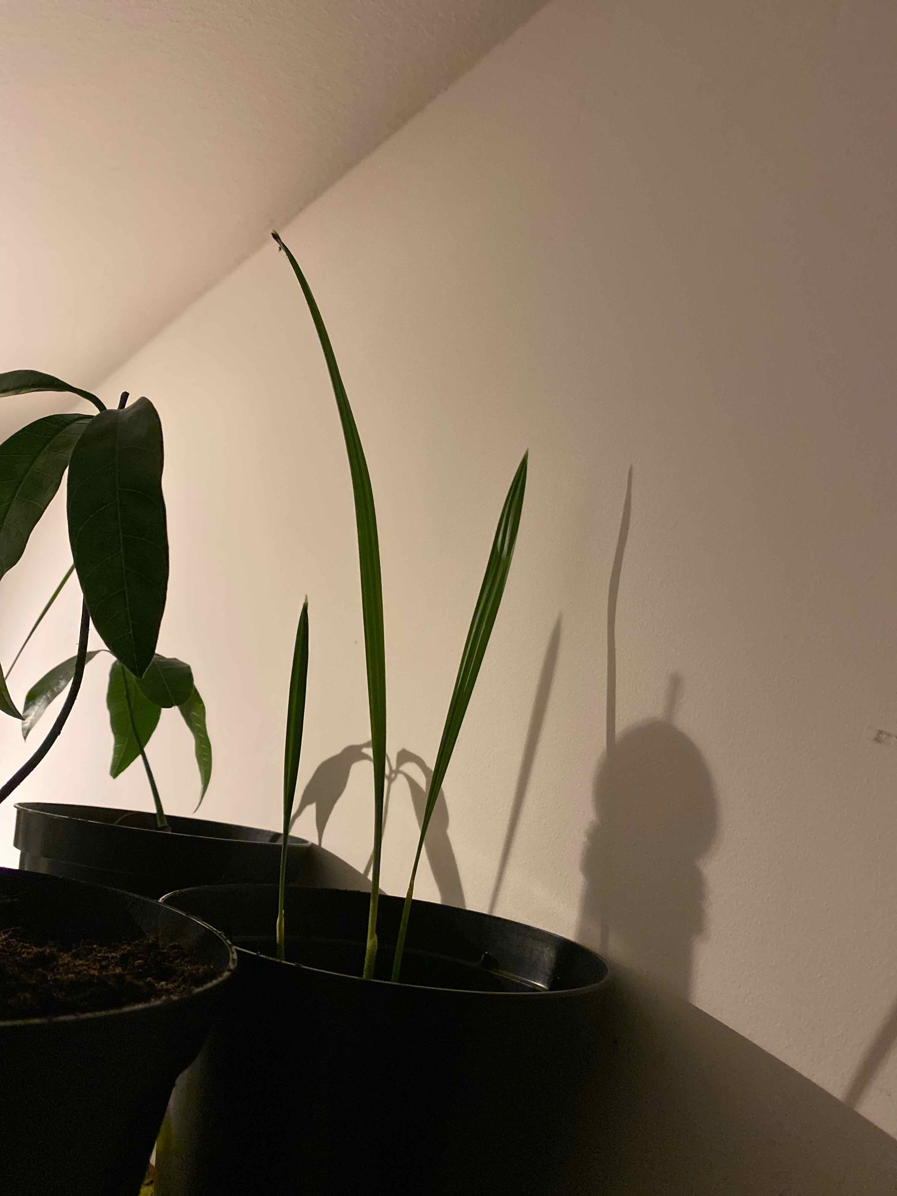 What Are The Bugs on My Date Palm? 🐛