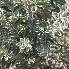 Blue Bell Emu: How Much Water & Light Does it Need to Thrive?