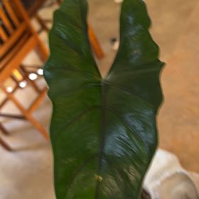 Keep Your Purple Cloak Alocasia Alive: Light, Water & Care Instructions