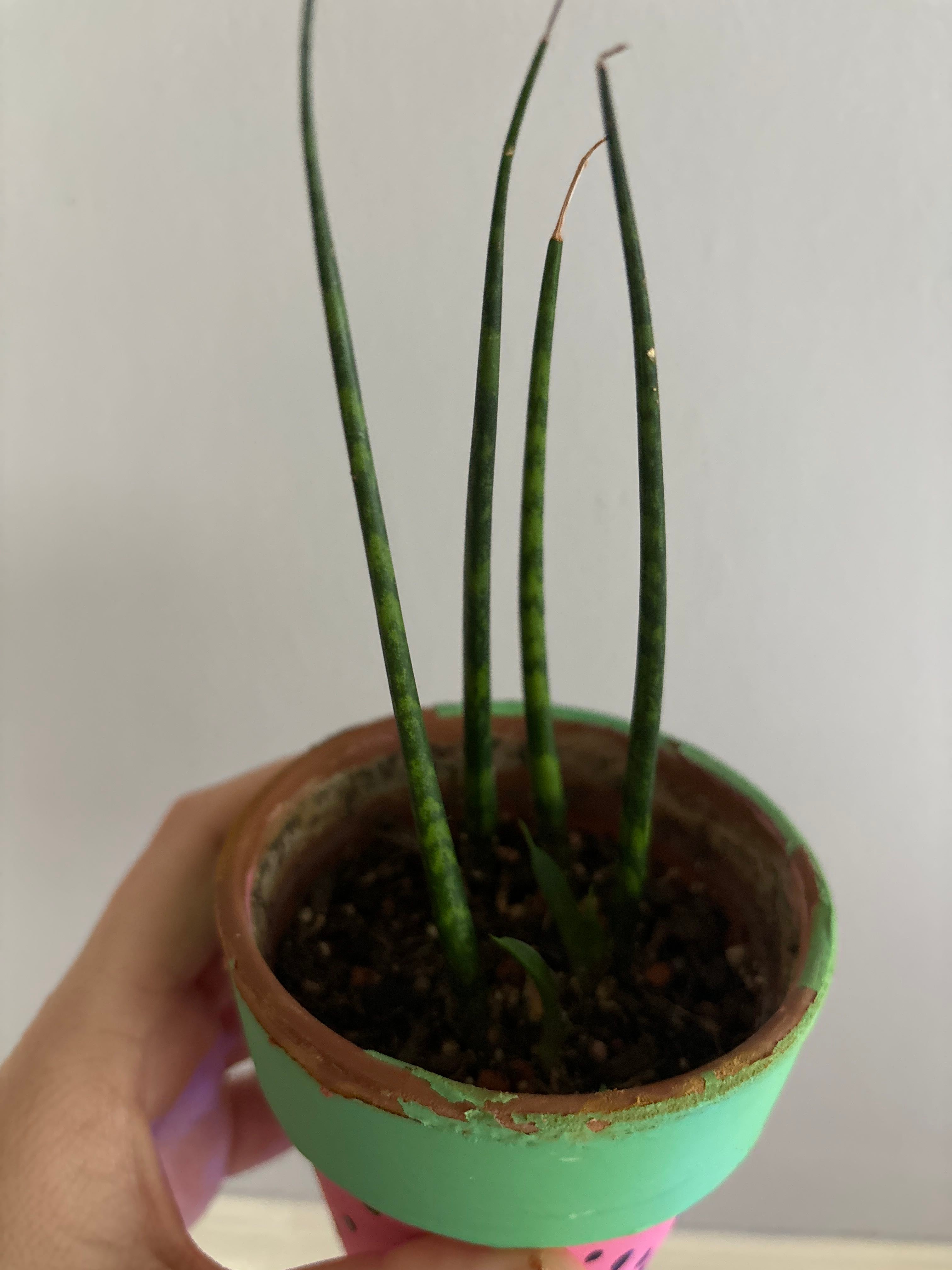 How to Care for Cylindrical Snake Plant: Mastering Water, Sunlight & More