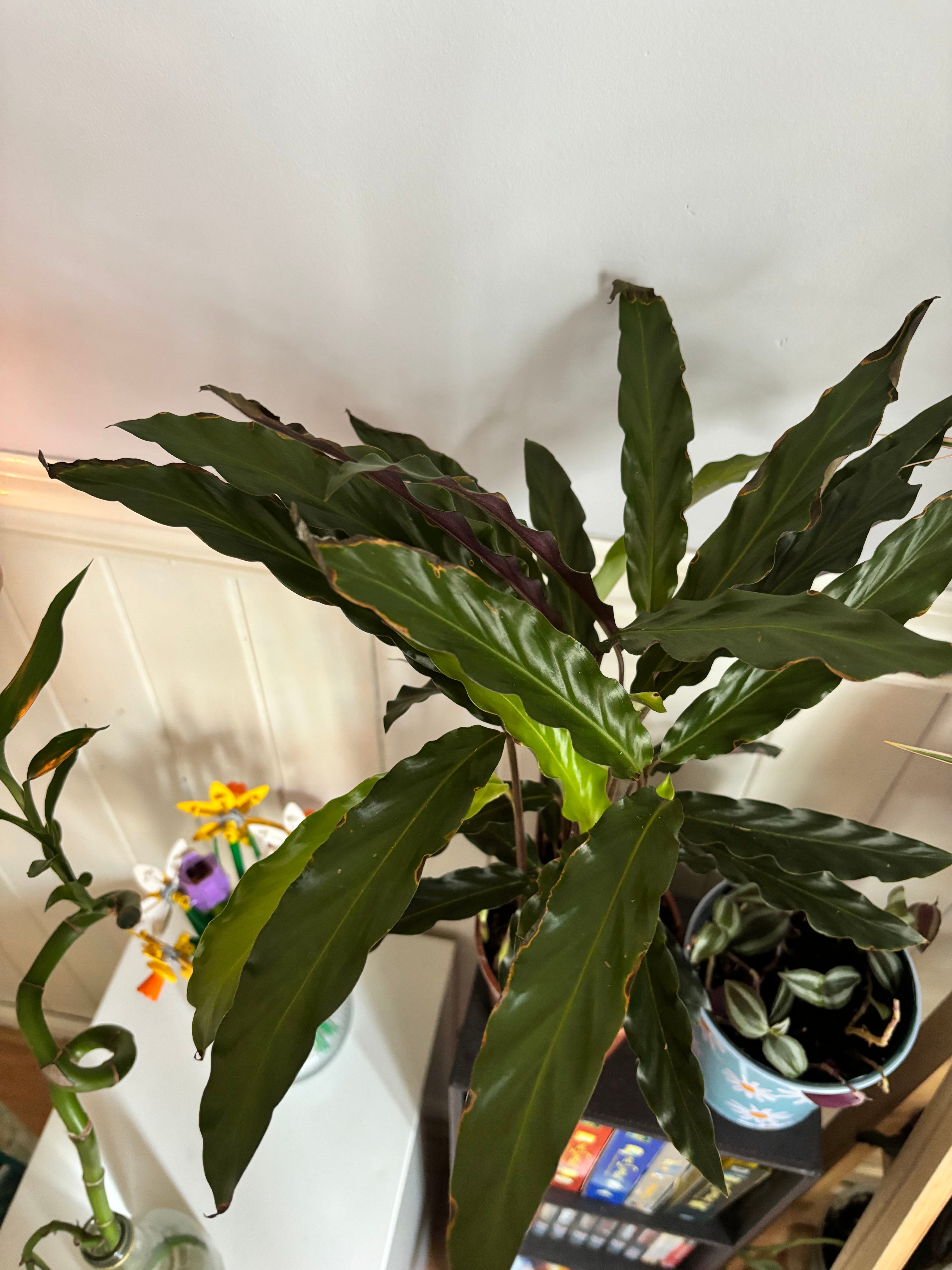 Furry Feather Calathea Plant Care: Water, Light, Nutrients | Greg App 🌱