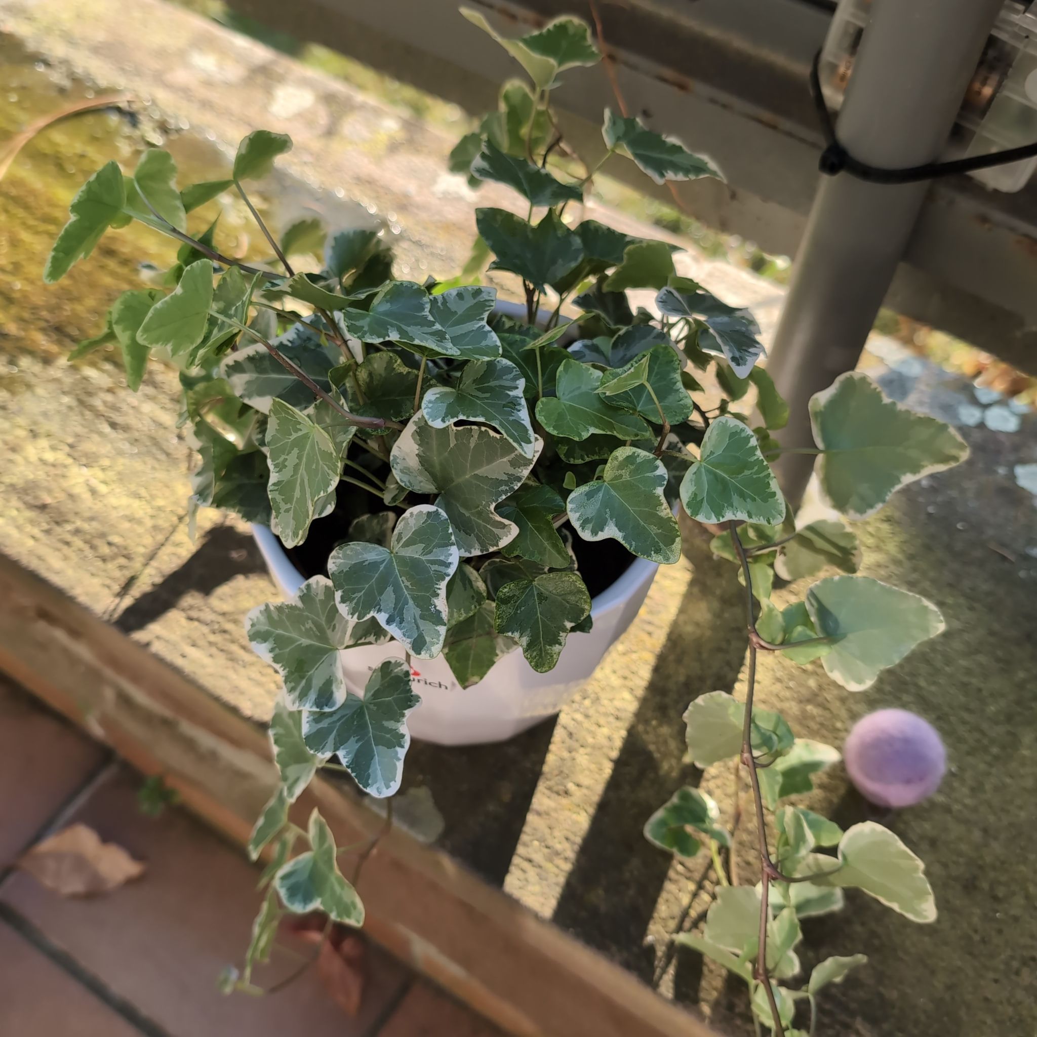 Dax | A plant by @WingedBushhoya on Greg