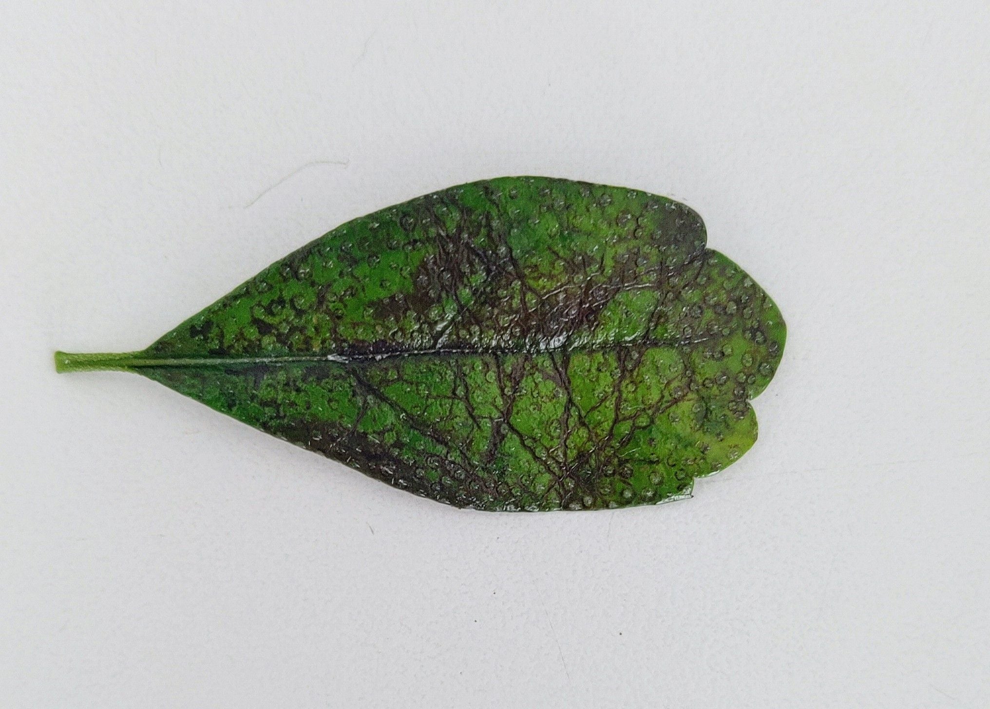 Overview of Philippine Tea Tree 🍵