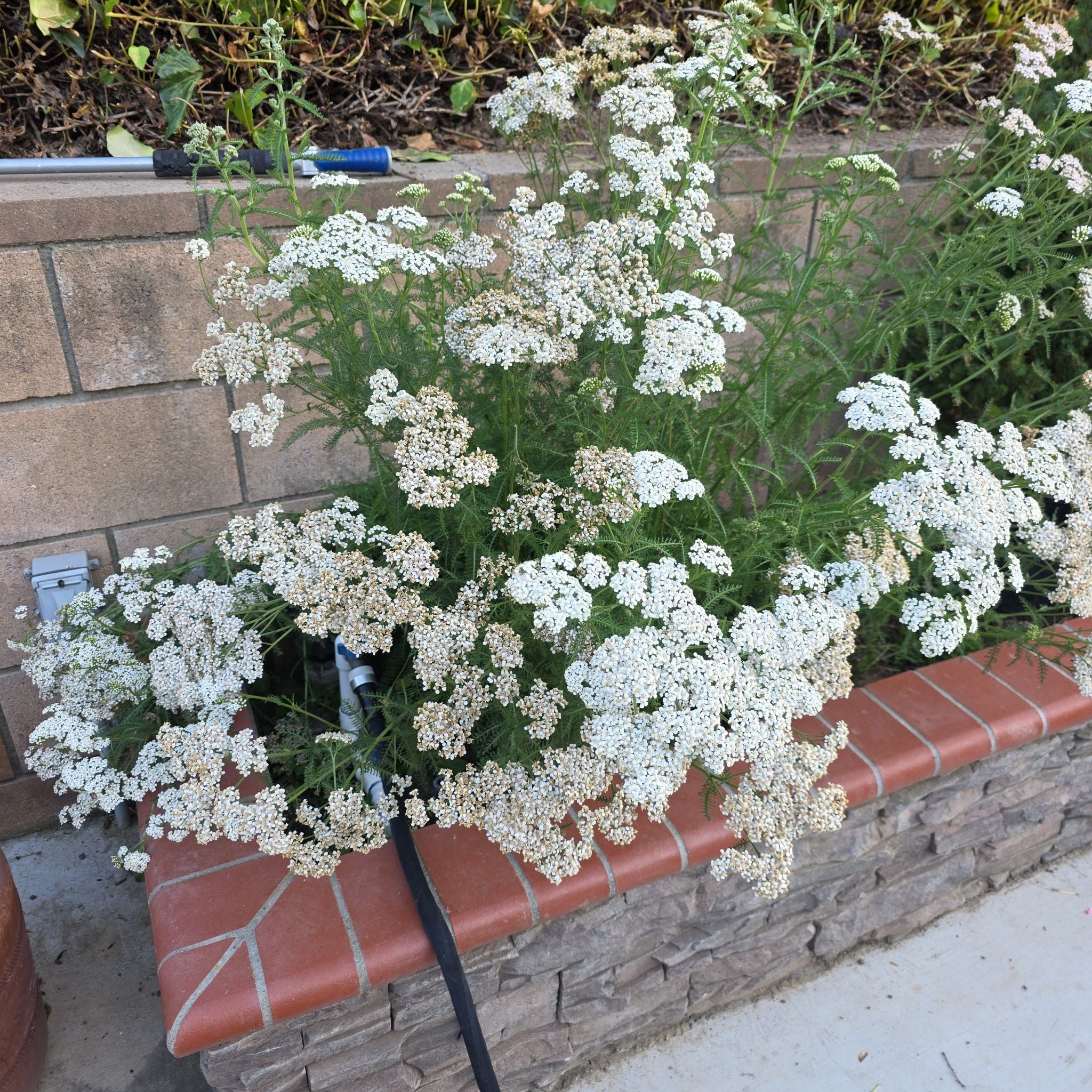 Common Yarrow: How Much Water & Light Does it Need to Thrive?