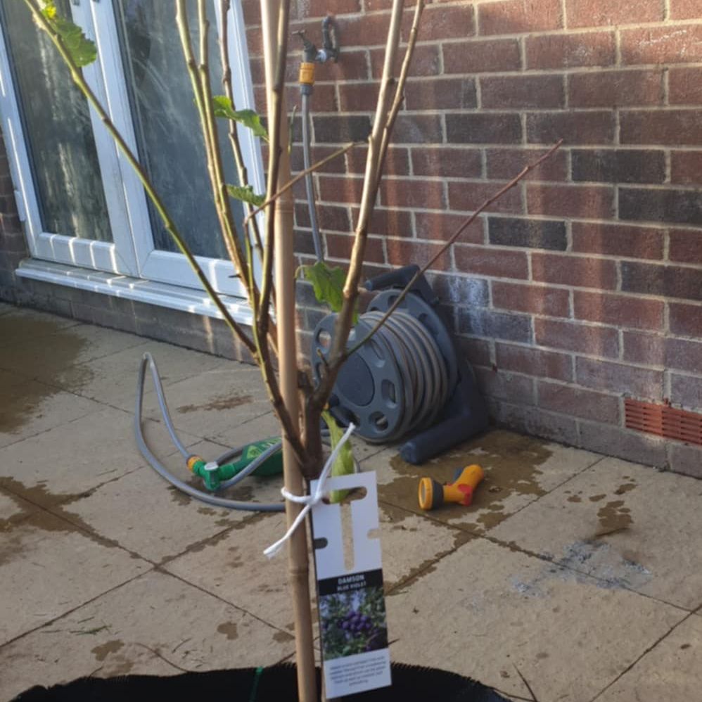Farleigh Damson Plum: How Much Water & Light Does it Need to Thrive?