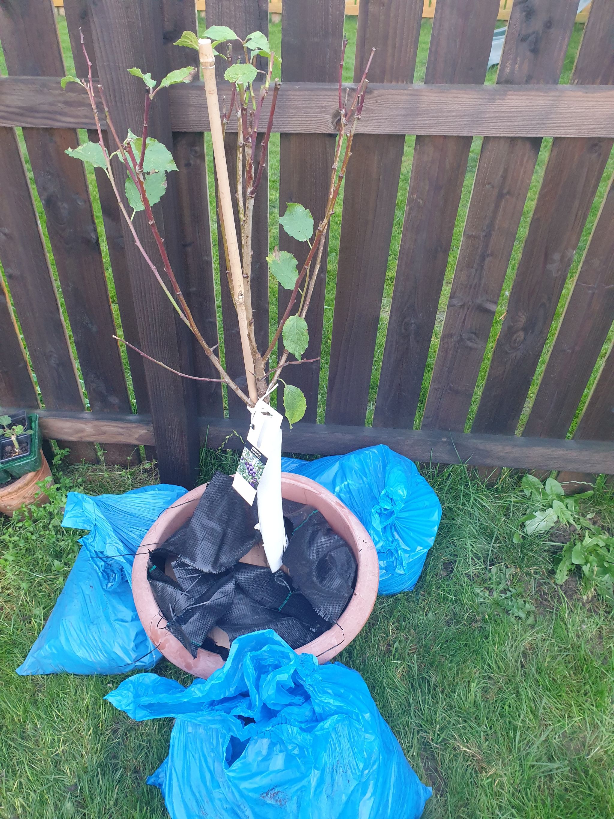 What is a Anna Spath Plum? Complete Guide 🍑