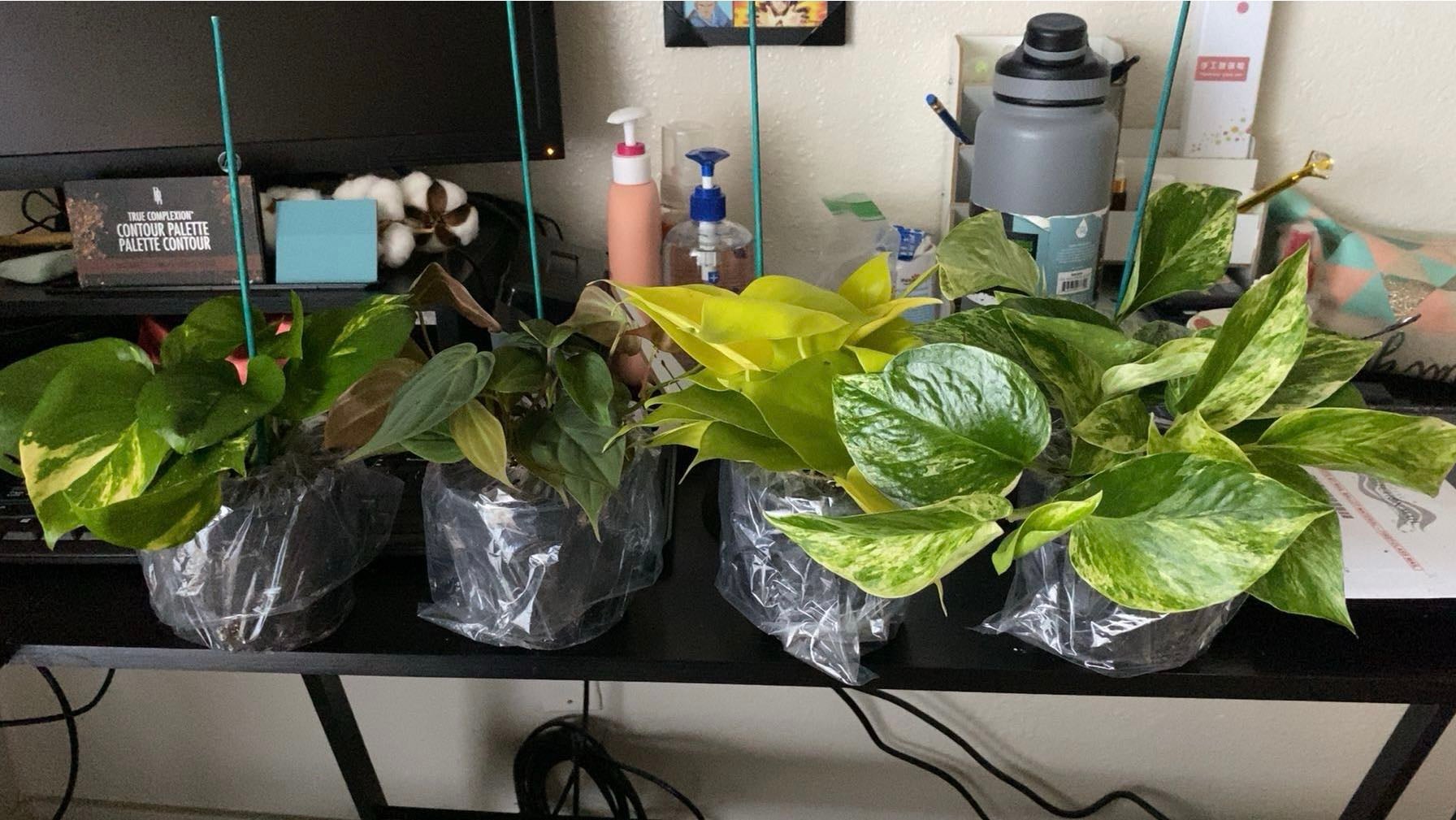 How to Care for Golden Pothos: Mastering Water, Sunlight & More