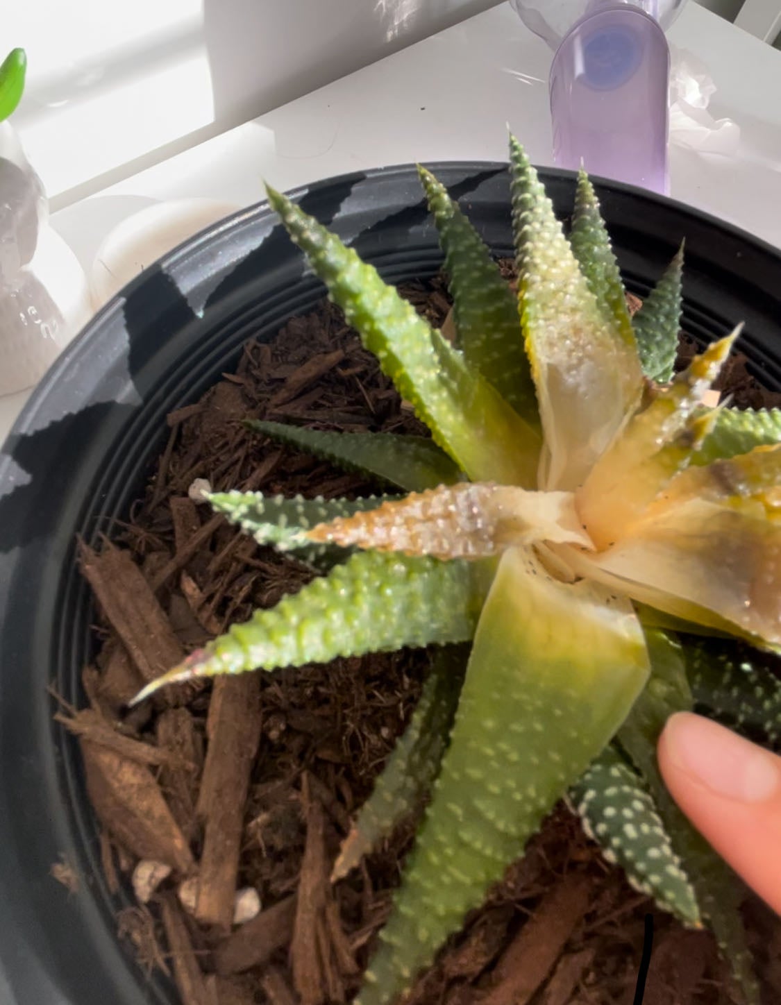 How To Propagate Your 🌵 Zebra Plant