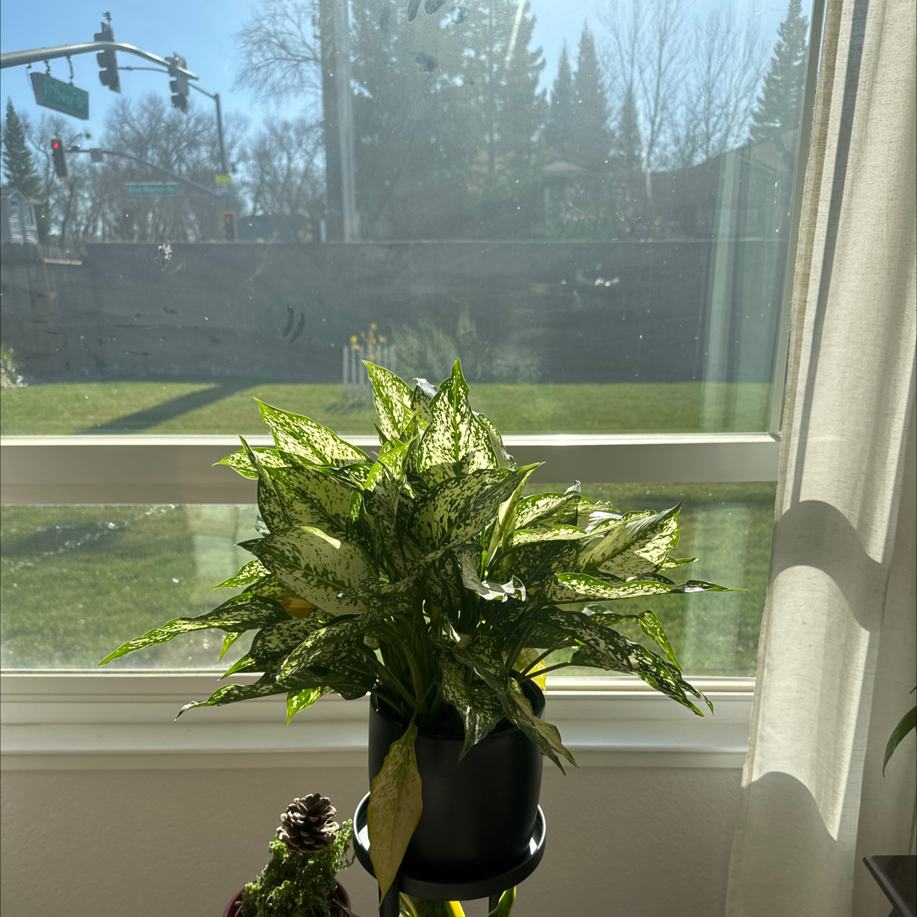 Sasha Colby | A plant by @YoungGingerroot on Greg