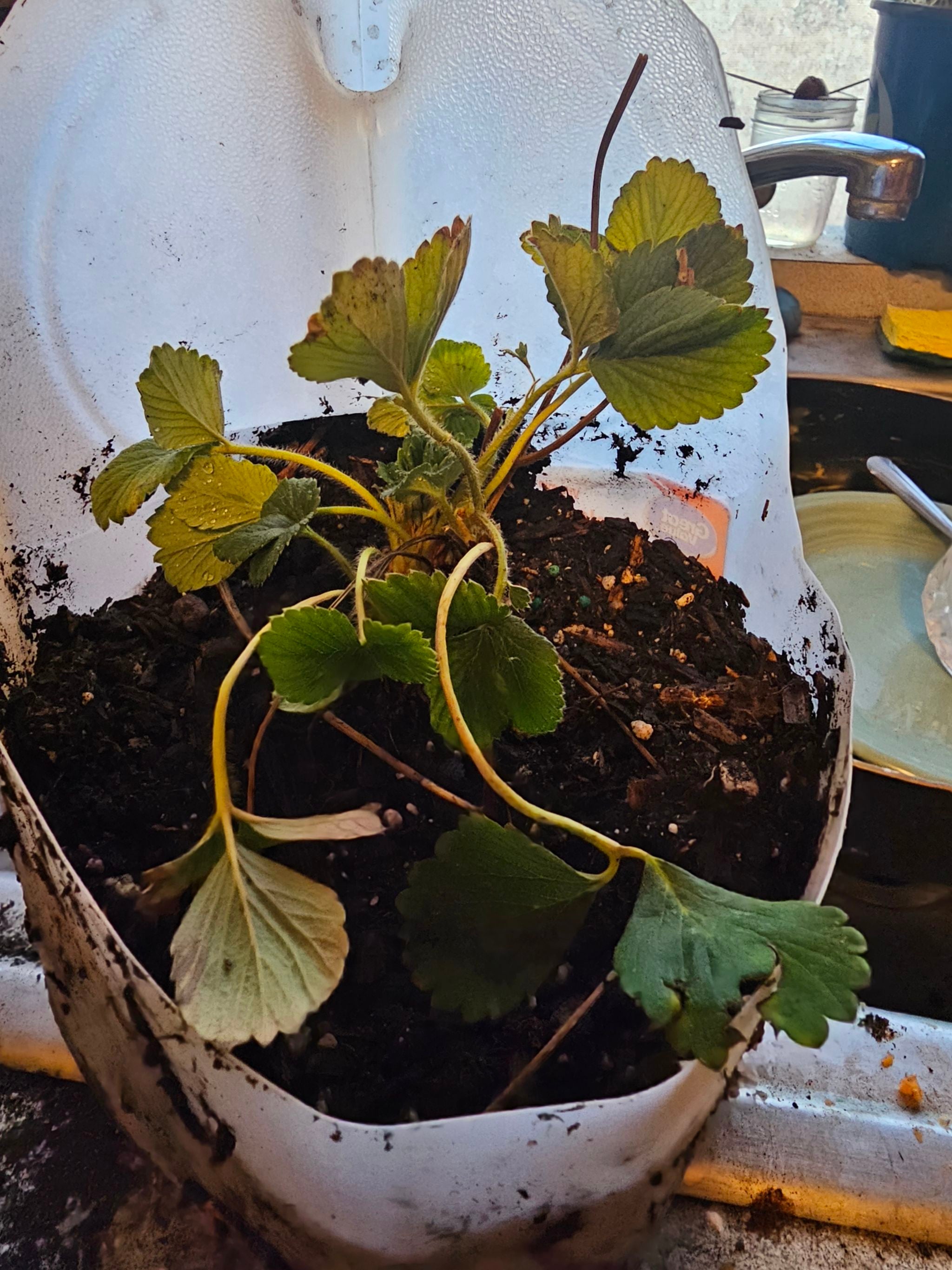 Understanding Yellow Wonder Alpine Strawberry: The Basics 🍓