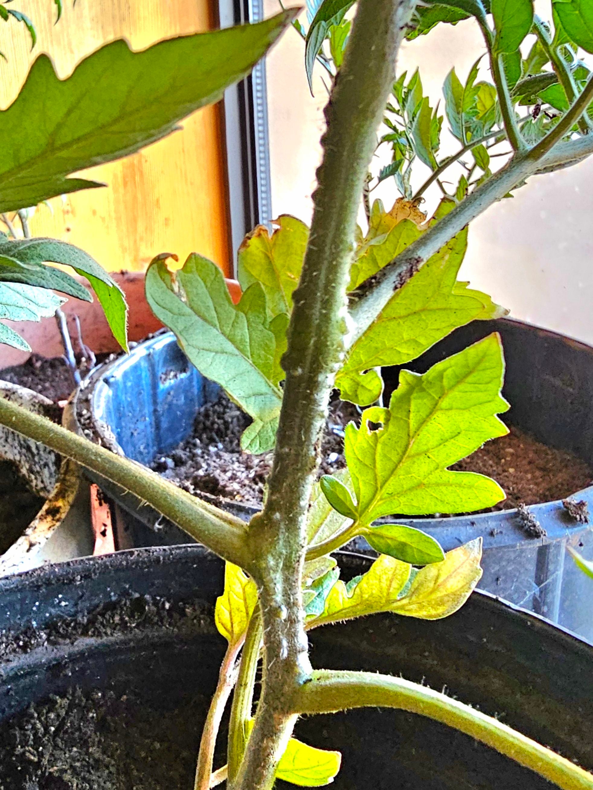 Tomato Plant Growth: Height vs. Width
