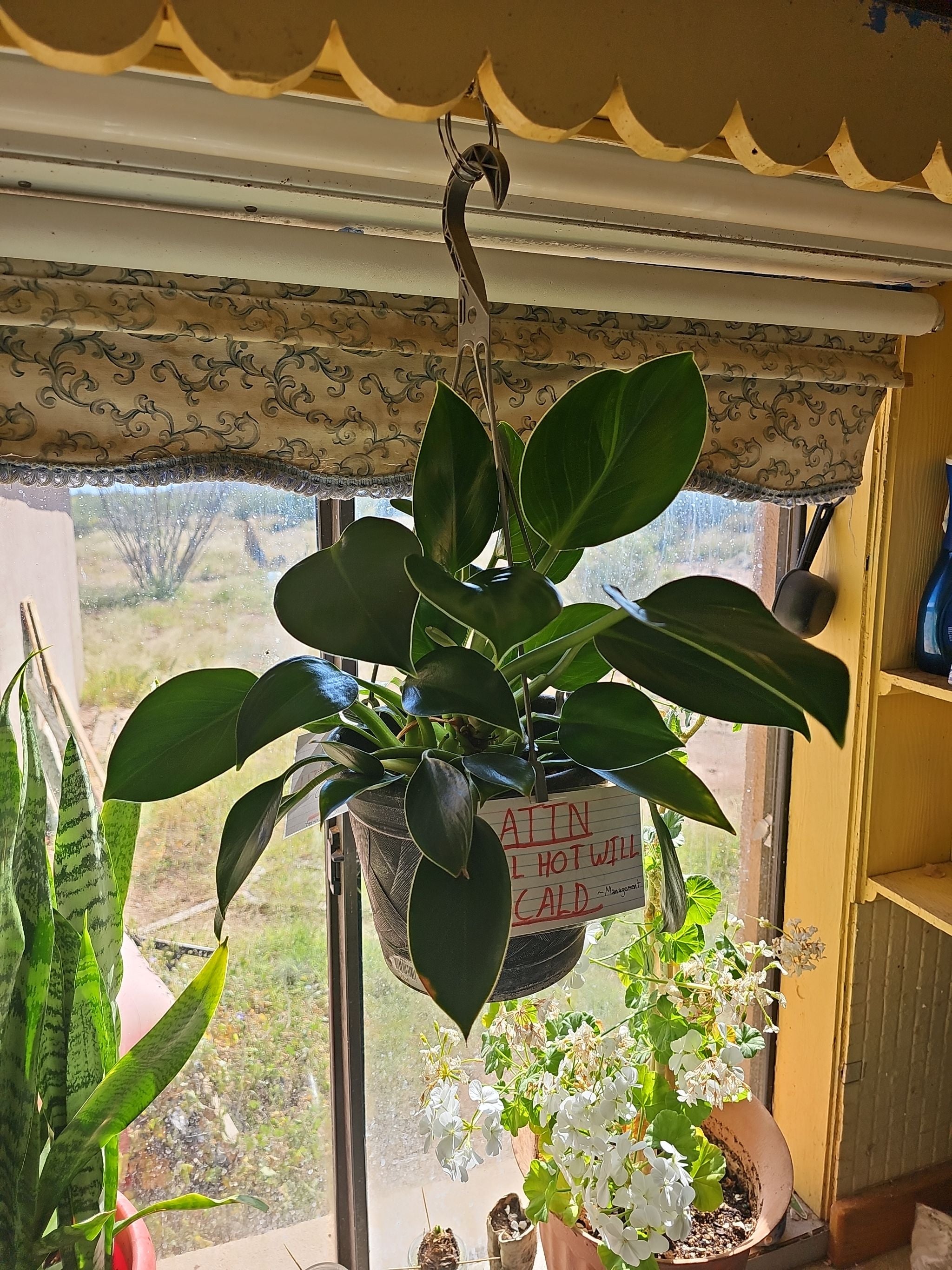 Philodendron 'Columbia' Plant Care: Water, Light, Nutrients | Greg App 🌱
