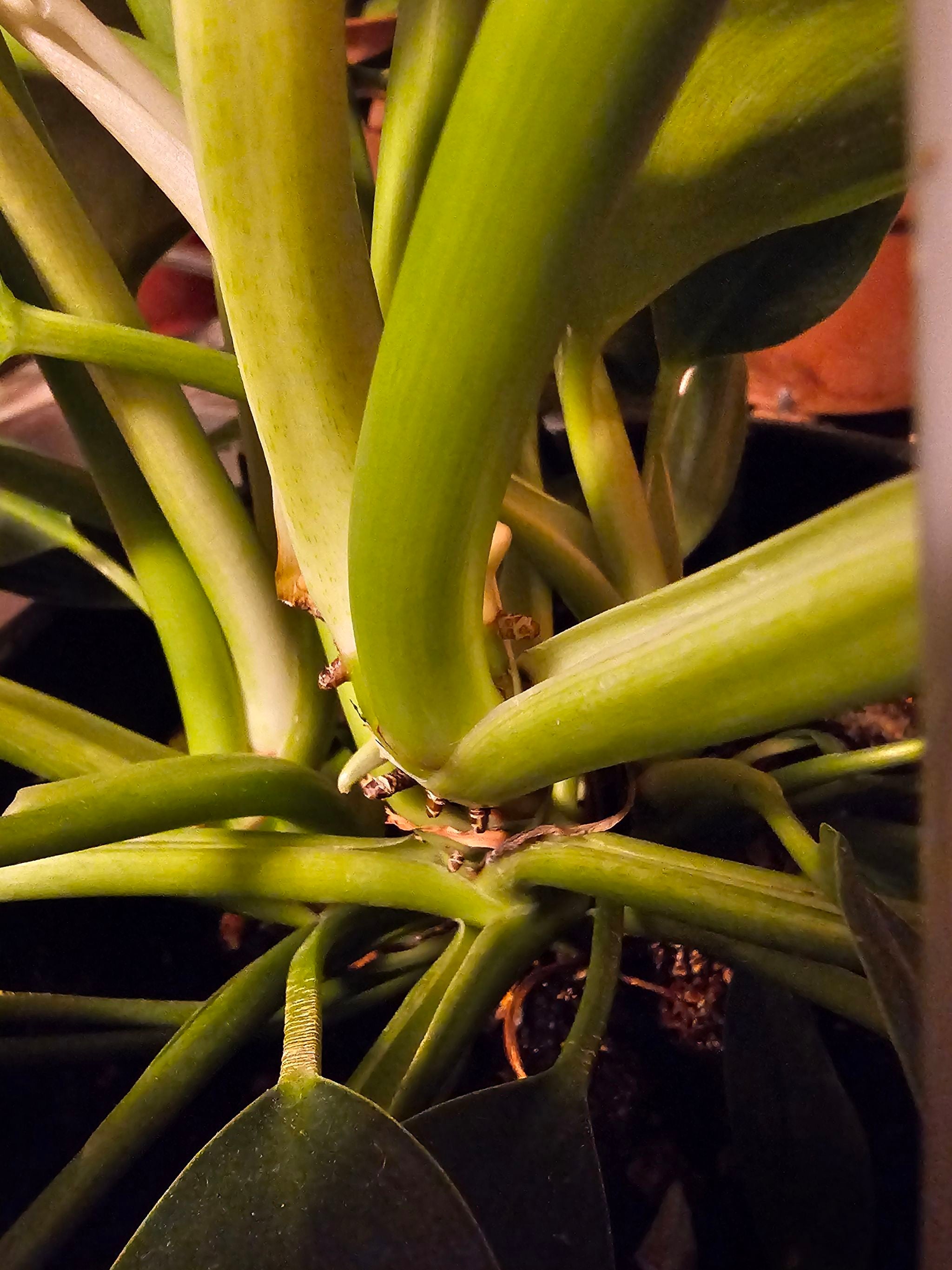 Philodendron 'Columbia' Plant Care: Water, Light, Nutrients | Greg App 🌱