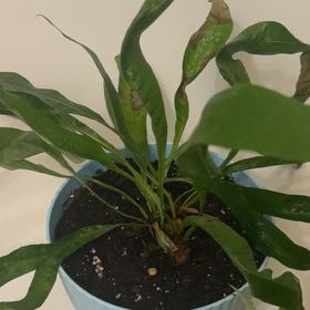 Santa Rosa Fern Plant Care: Water, Light, Nutrients | Greg App 🌱