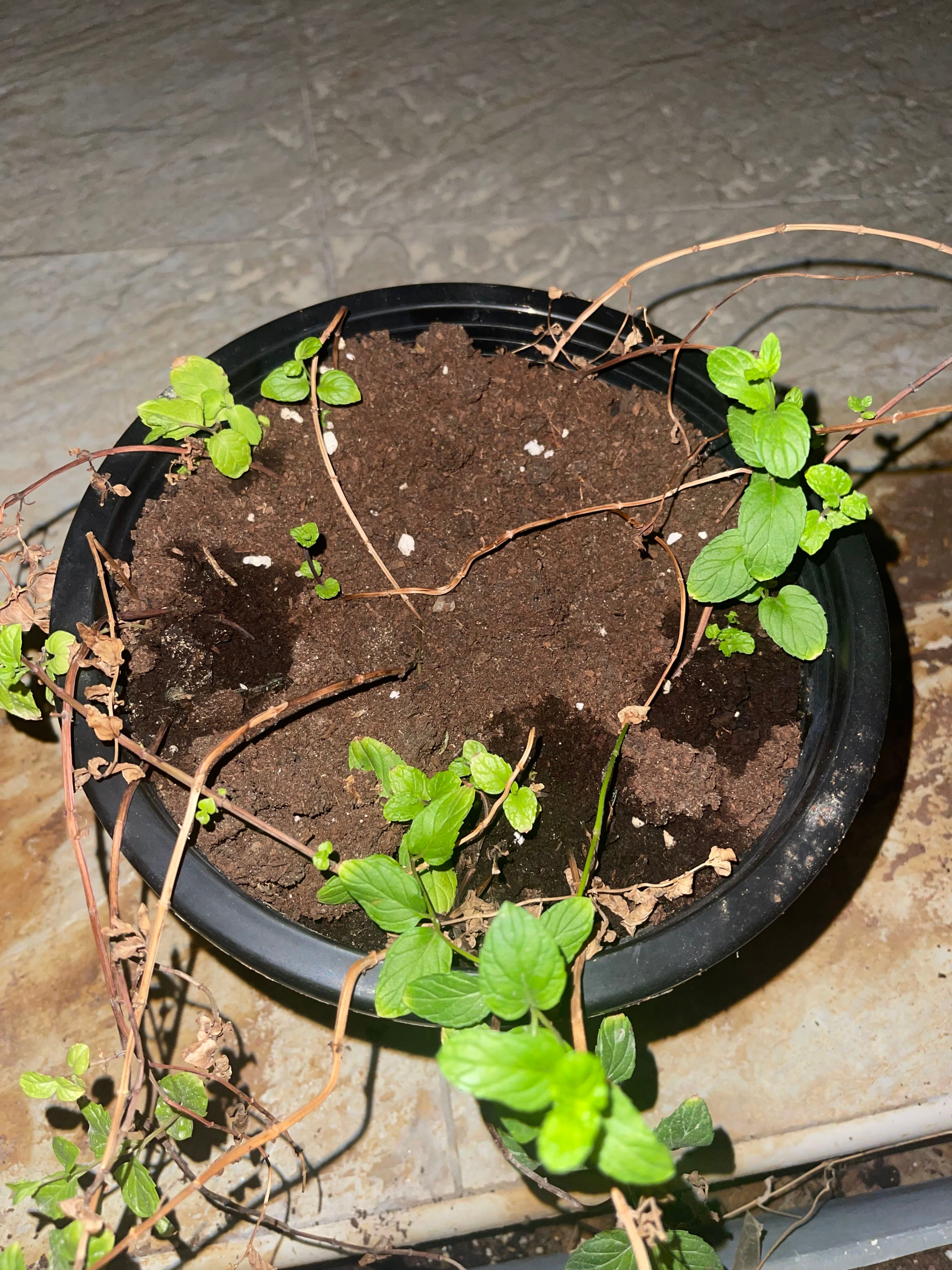 Key Stages in the Life of a Mint 🍬