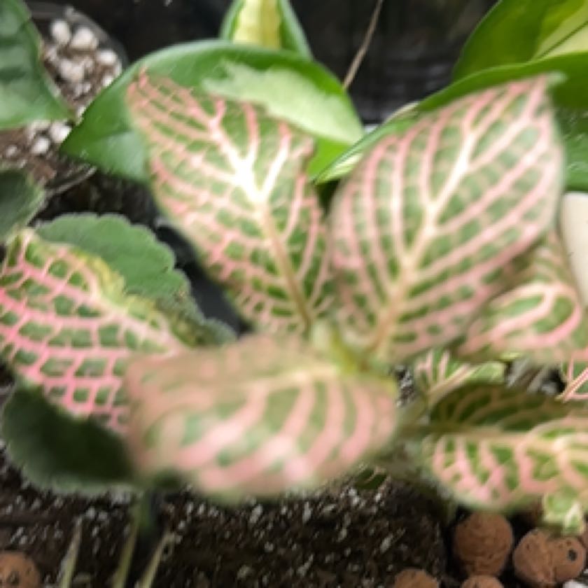 Mendel | A plant by @thatgirlallie on Greg
