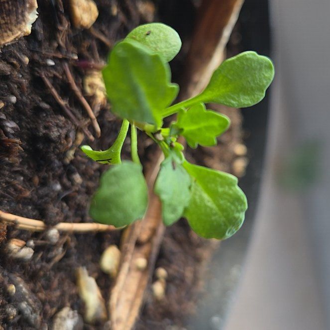 Huckleberry Fern | A plant by @ContentBeebalm on Greg