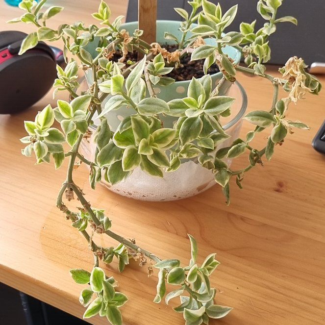 Mezoo Trailing Red Plant Care: Water, Light, Nutrients | Greg App 🌱