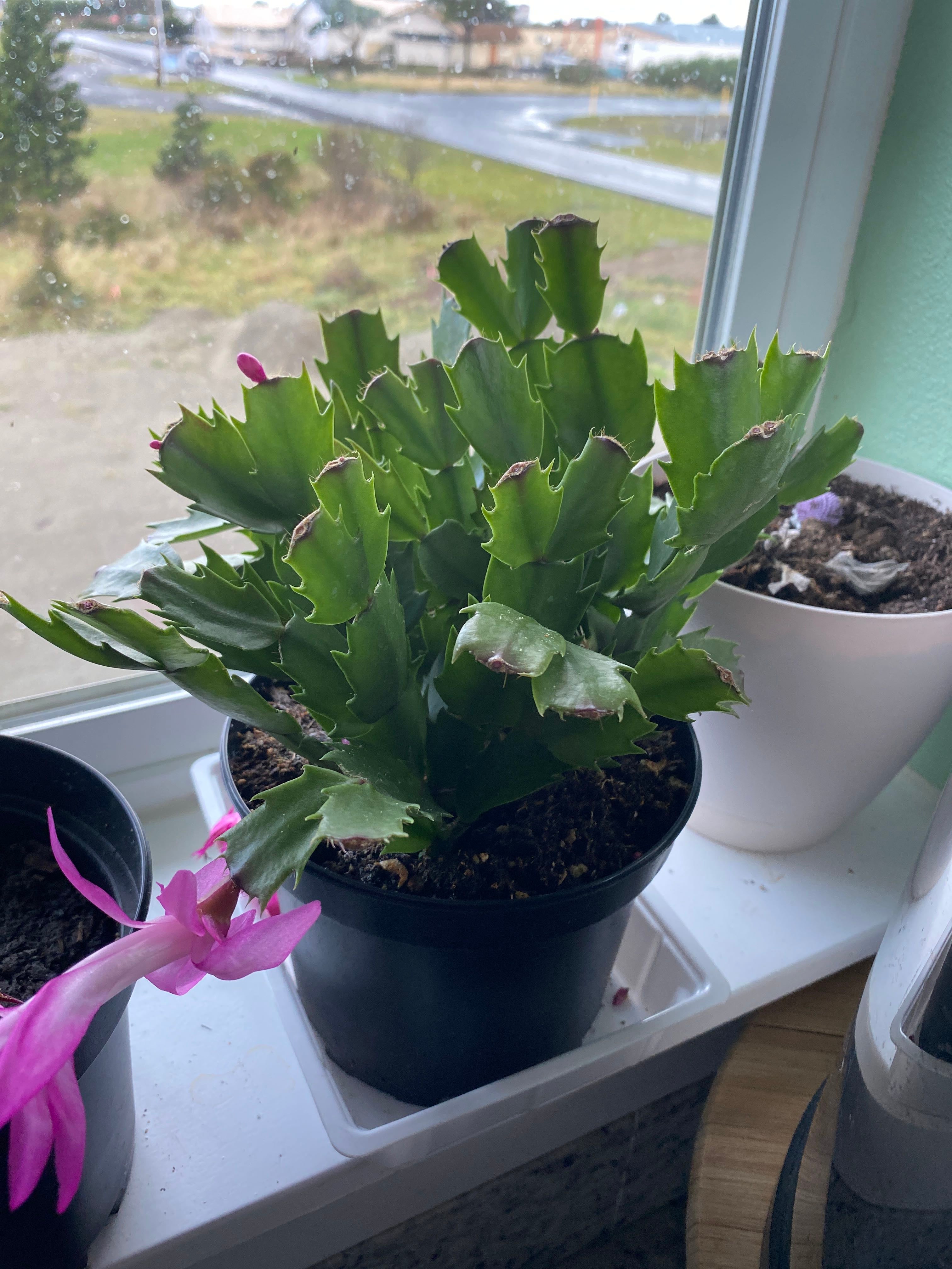 How to Care for False Christmas Cactus: Mastering Water, Sunlight & More