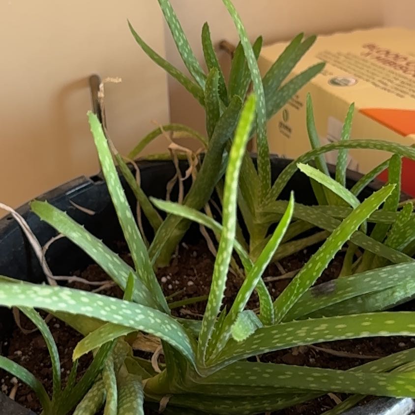 Huckleberry Fern | A plant by @DeftAnisehyssop on Greg