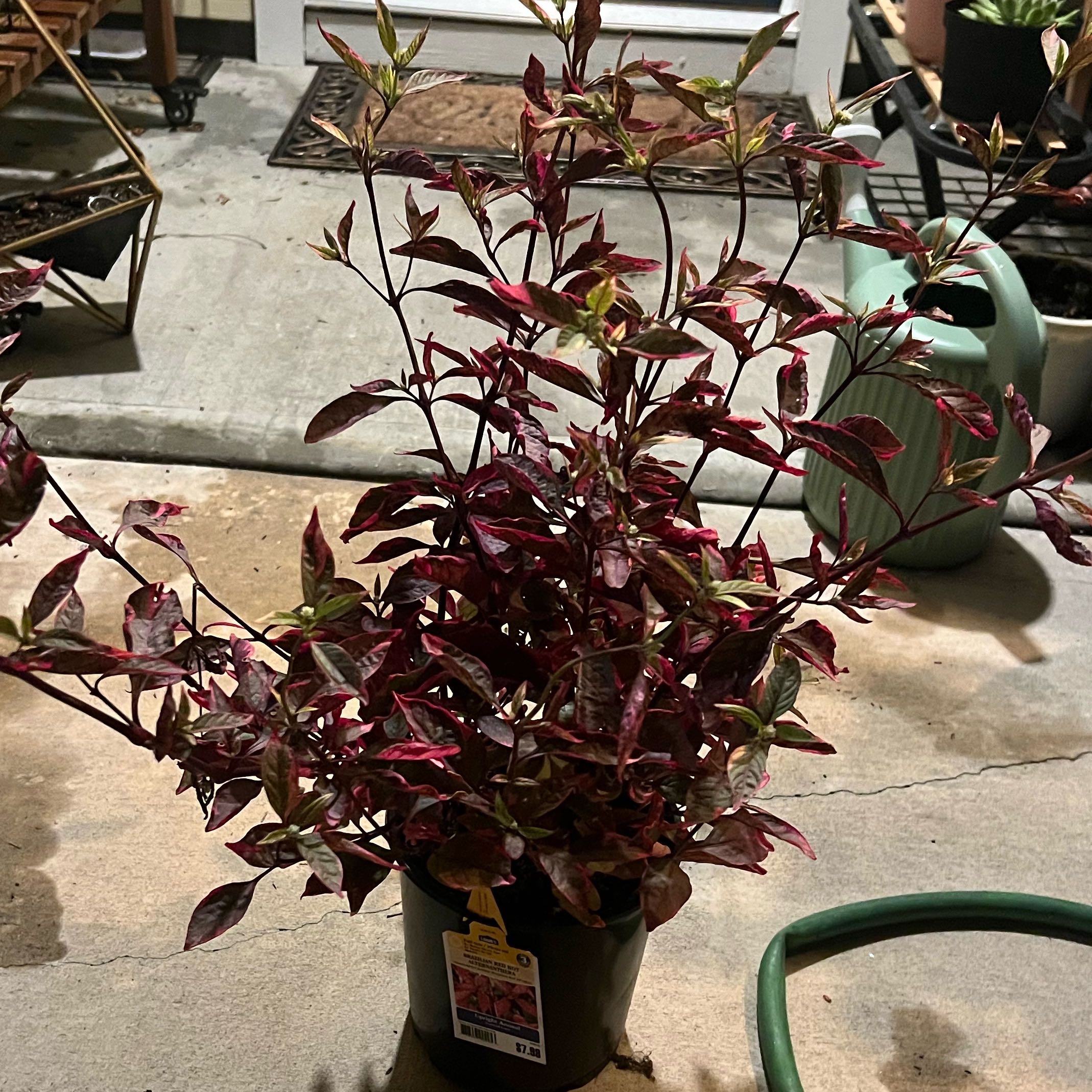 Keep Your Brazilian Red Hot Plant Alive: Light, Water & Care Instructions