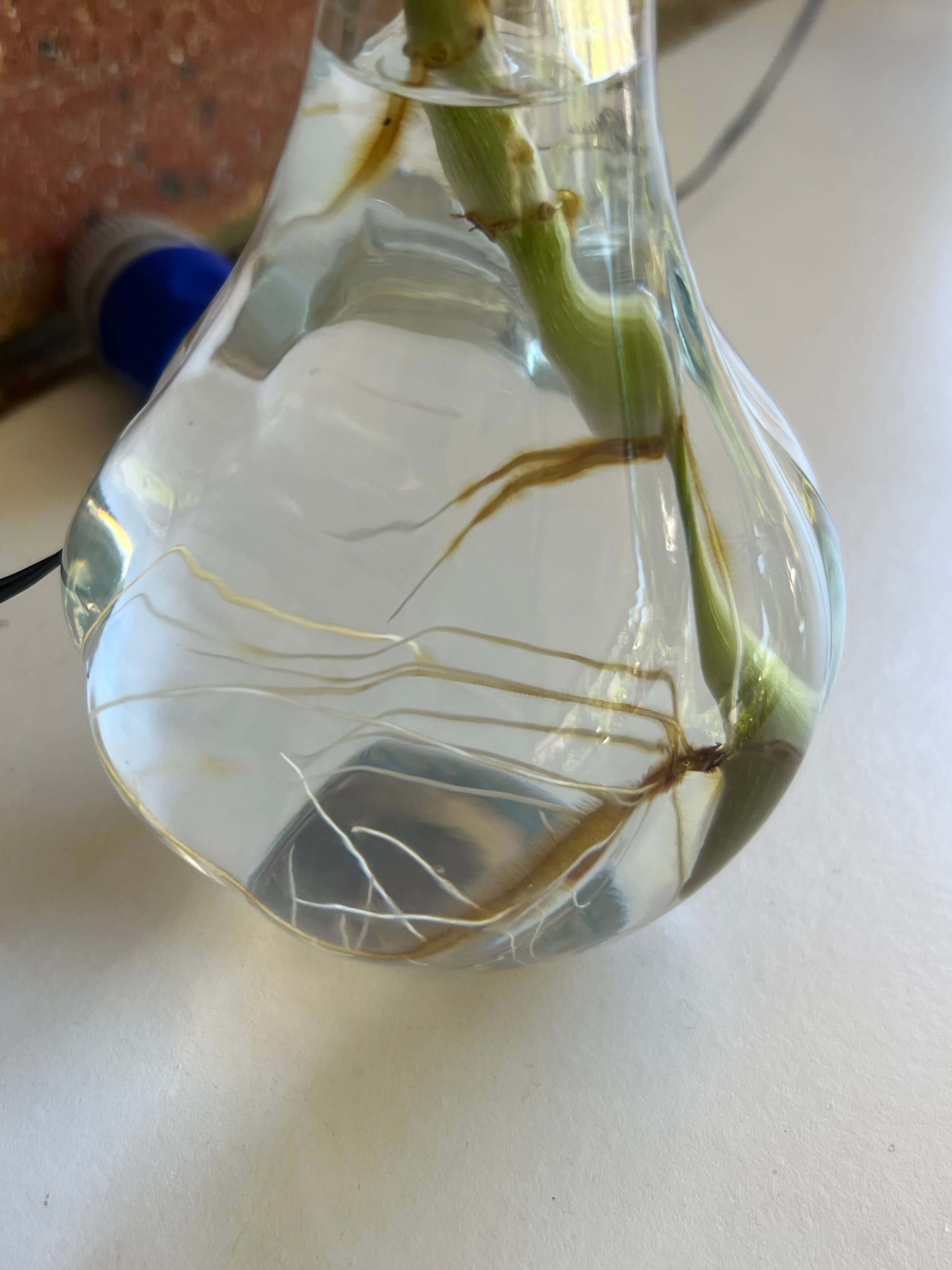 Why have his roots gone fuzzy yellow