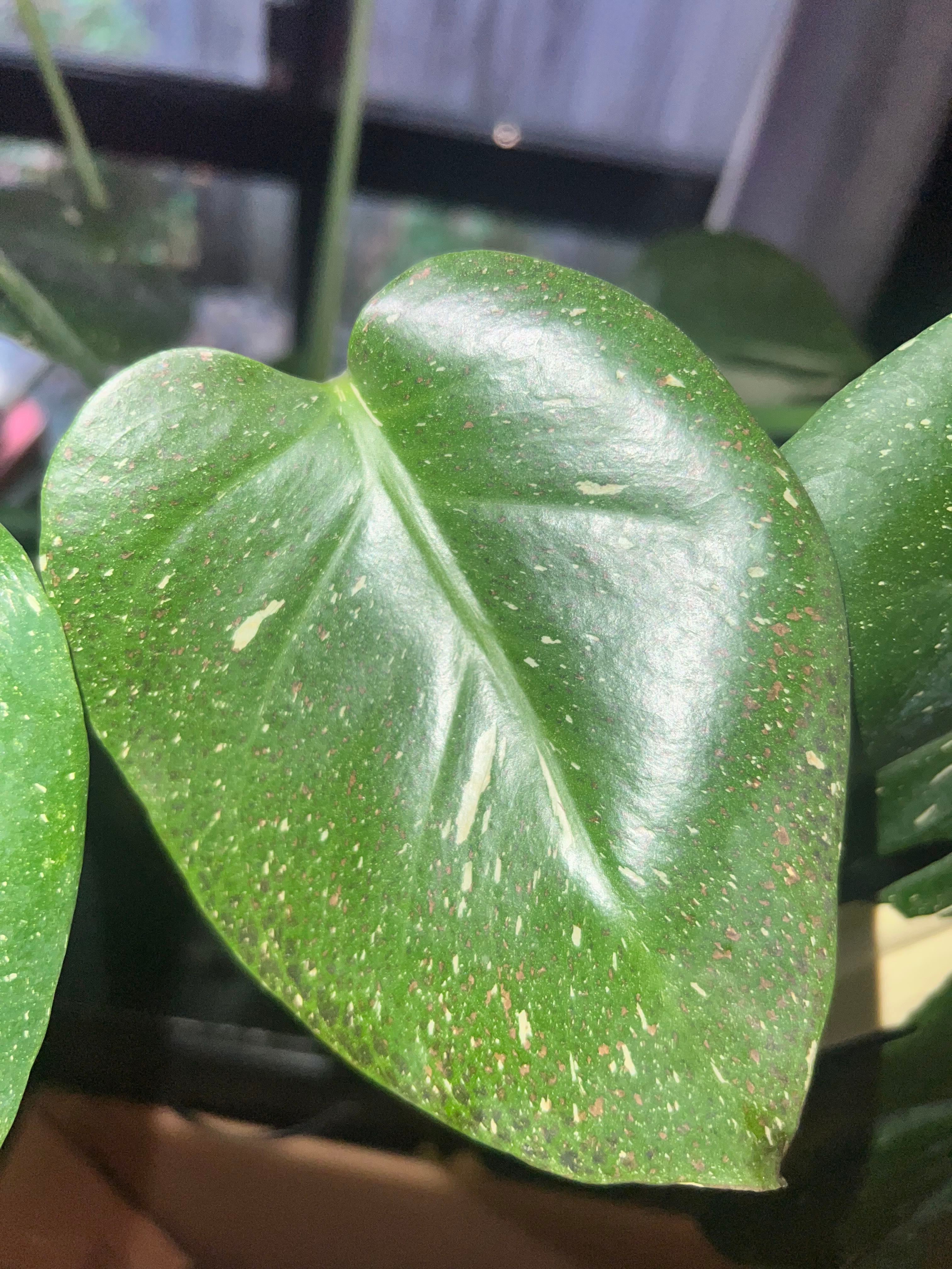 🔍 How to Fix Brown Spots on Your Monstera 'Thai Constellation'