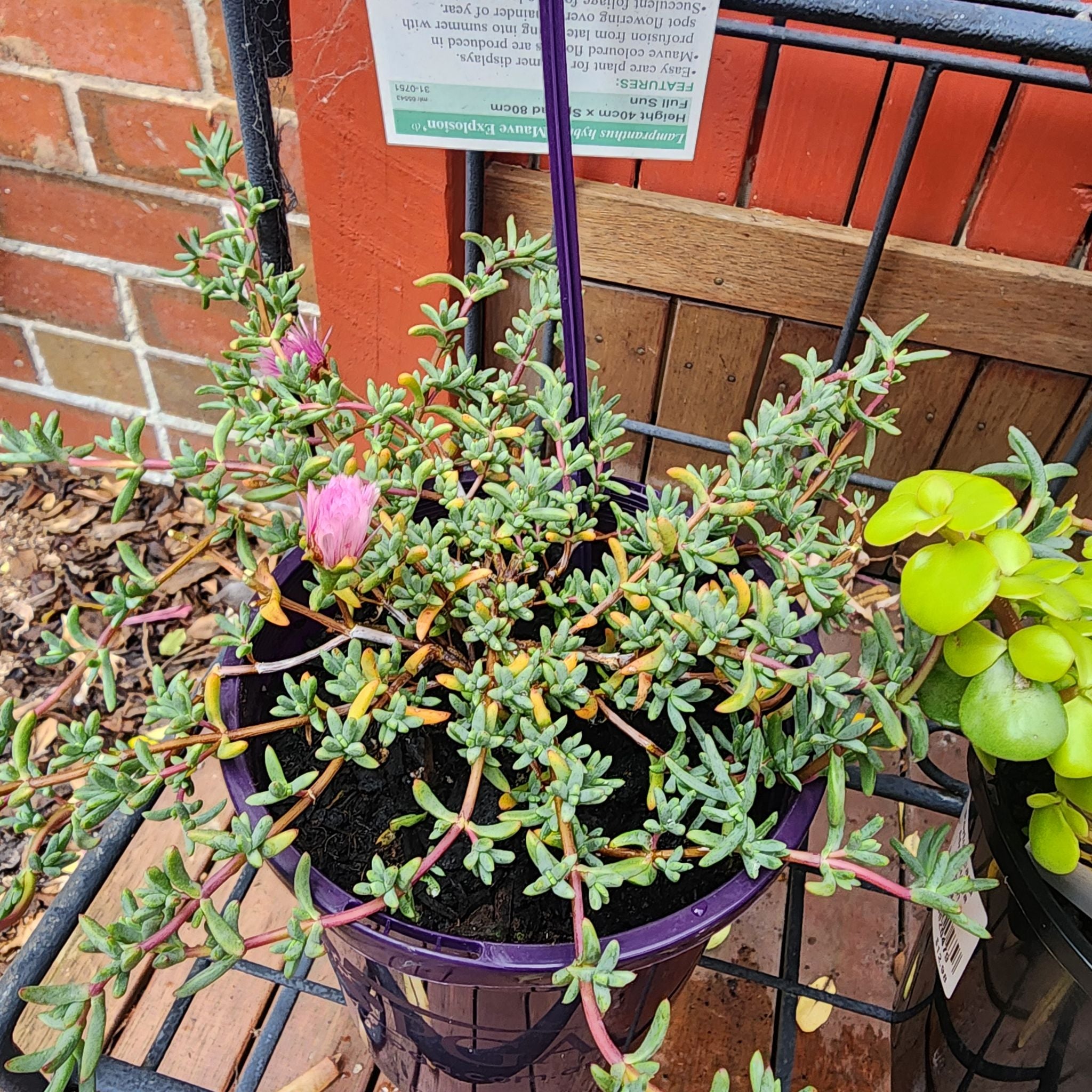 Lampranthus 'Purple' Plant Care: Water, Light, Nutrients | Greg App 🌱