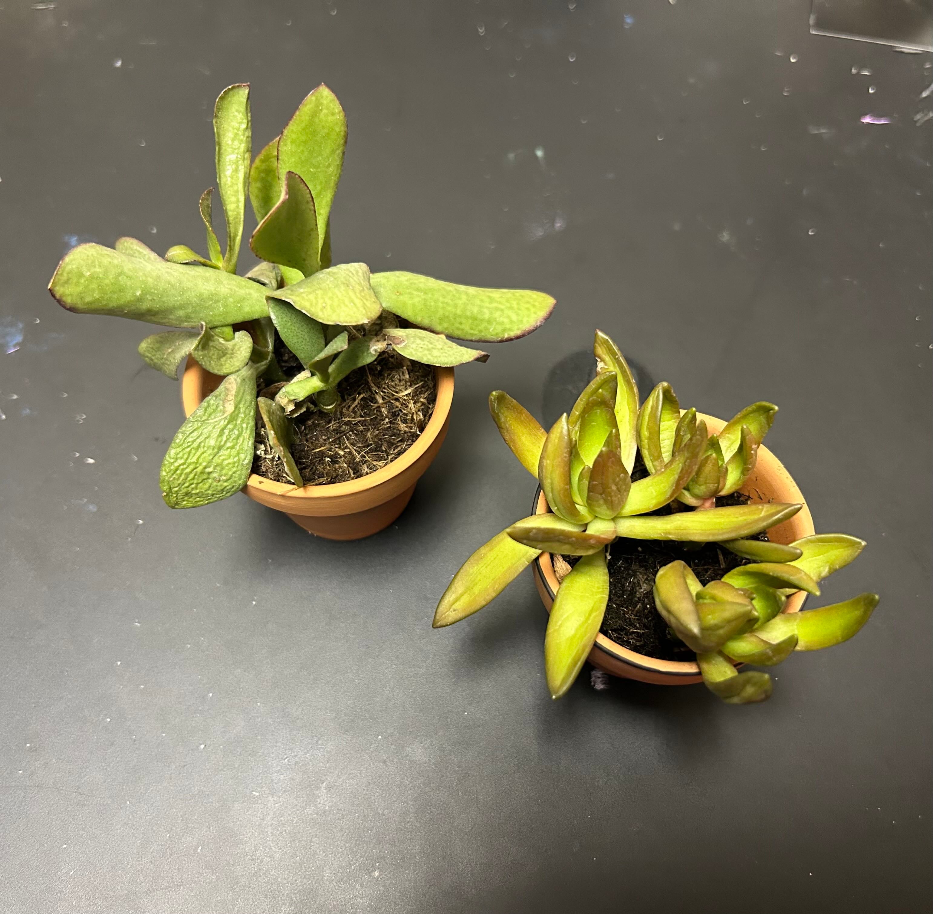 How to Care for Sedum rupestre 'Angelina': Mastering Water, Sunlight & More