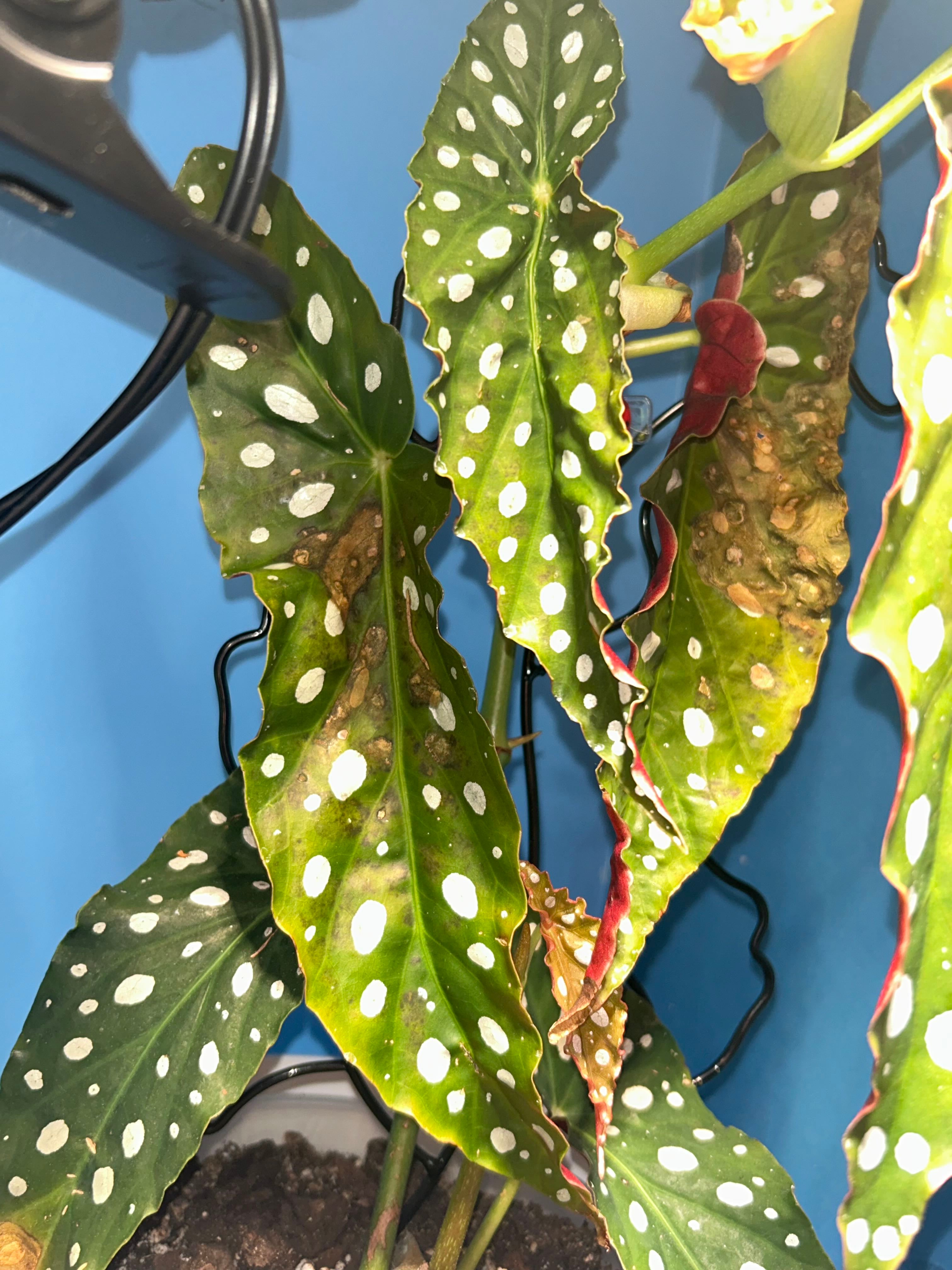 🌸 10 Tips for Fixing Flower Problems in Begonia