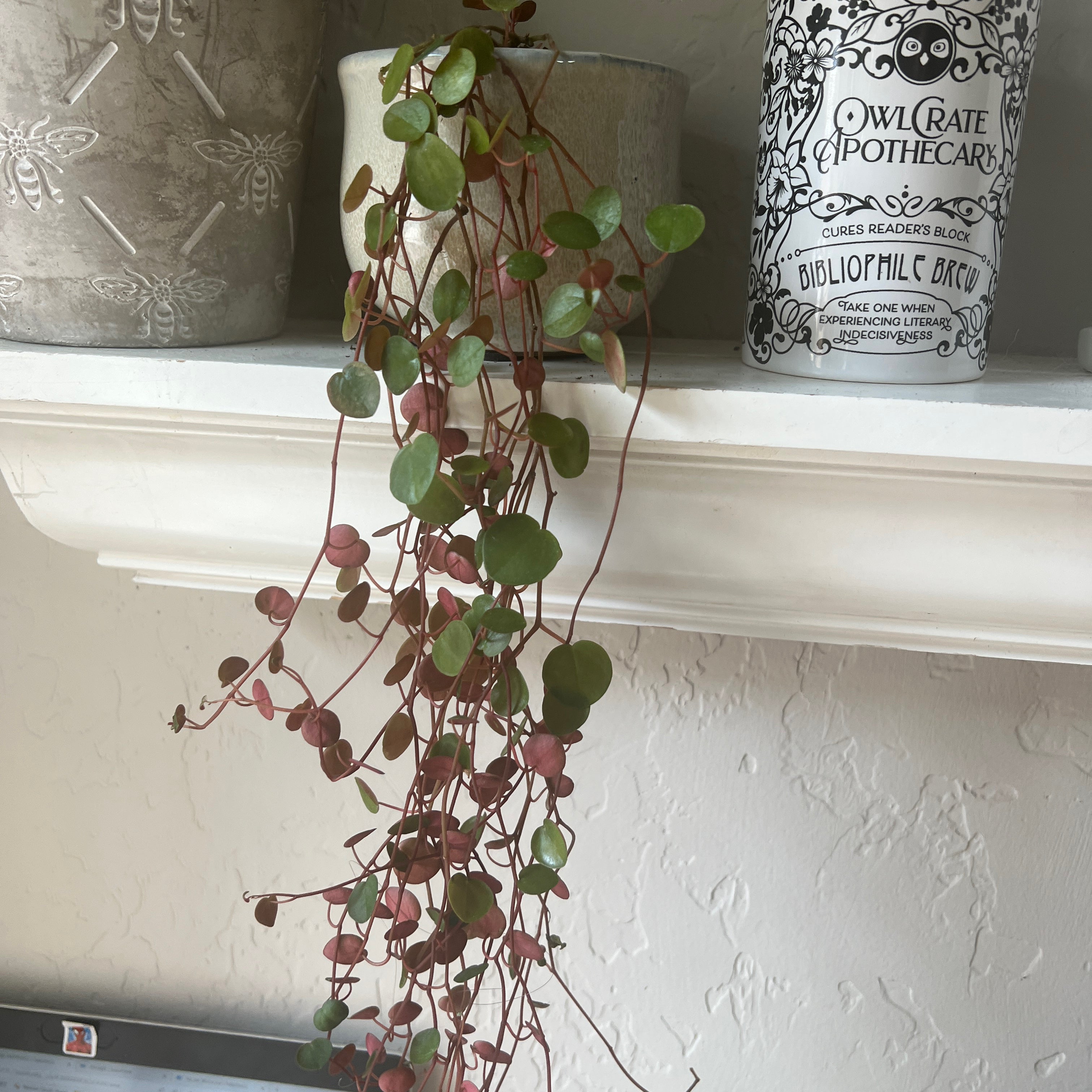 Why Are My Peperomia 'Ruby Cascade' Leaves Mushy?