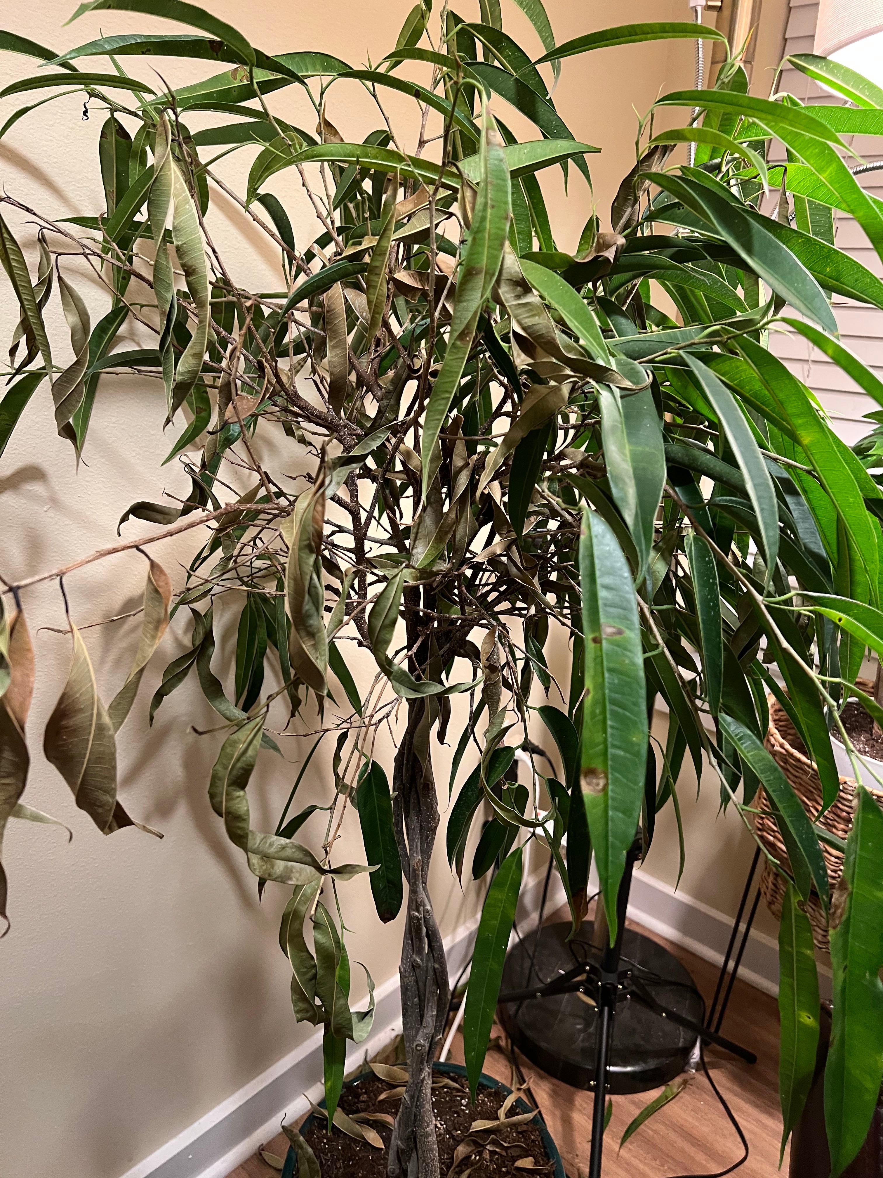 Propagating Your Ficus Alii: Step-by-Step Guide