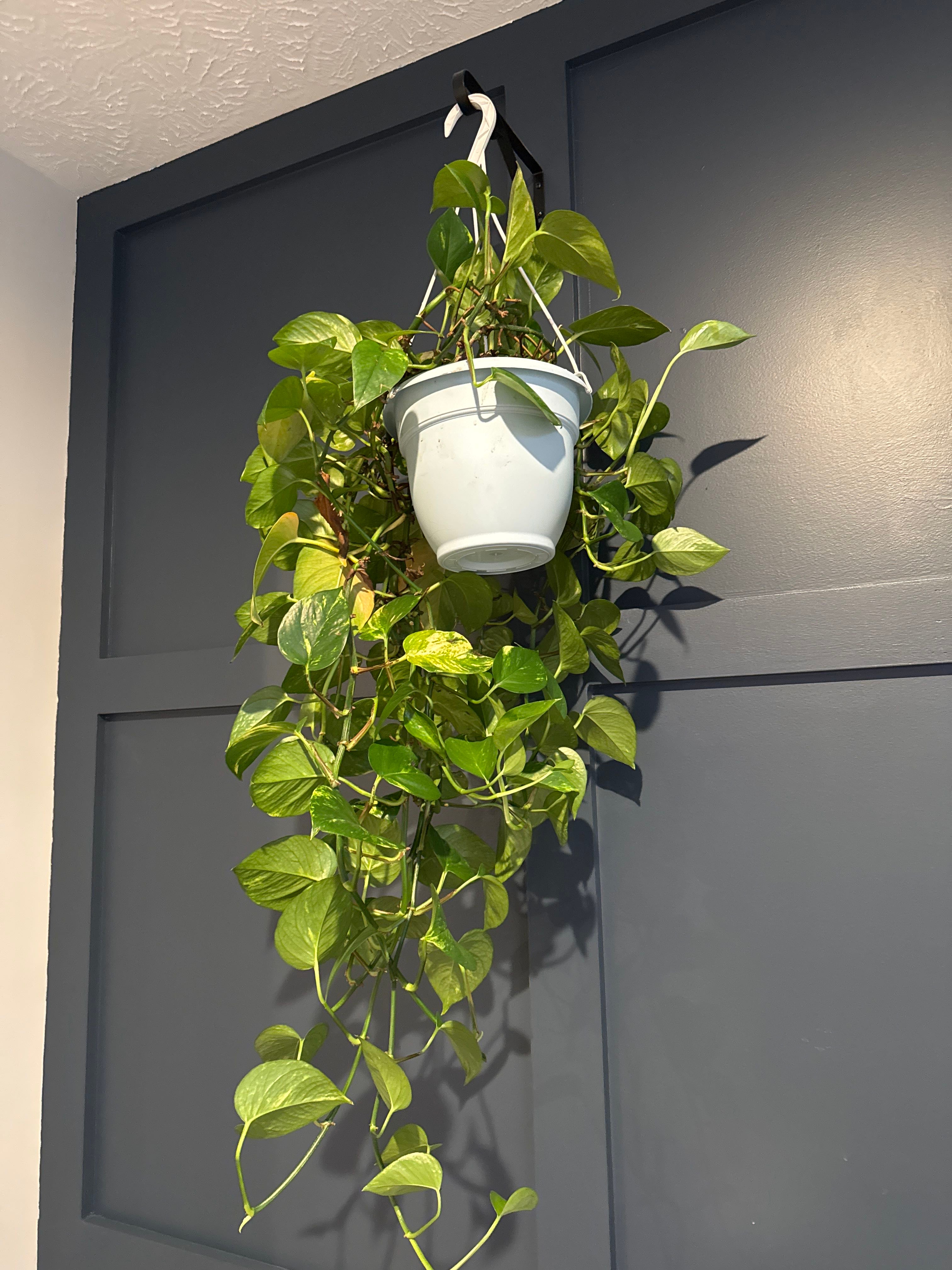 Keep Your Golden Pothos Alive: Light, Water & Care Instructions