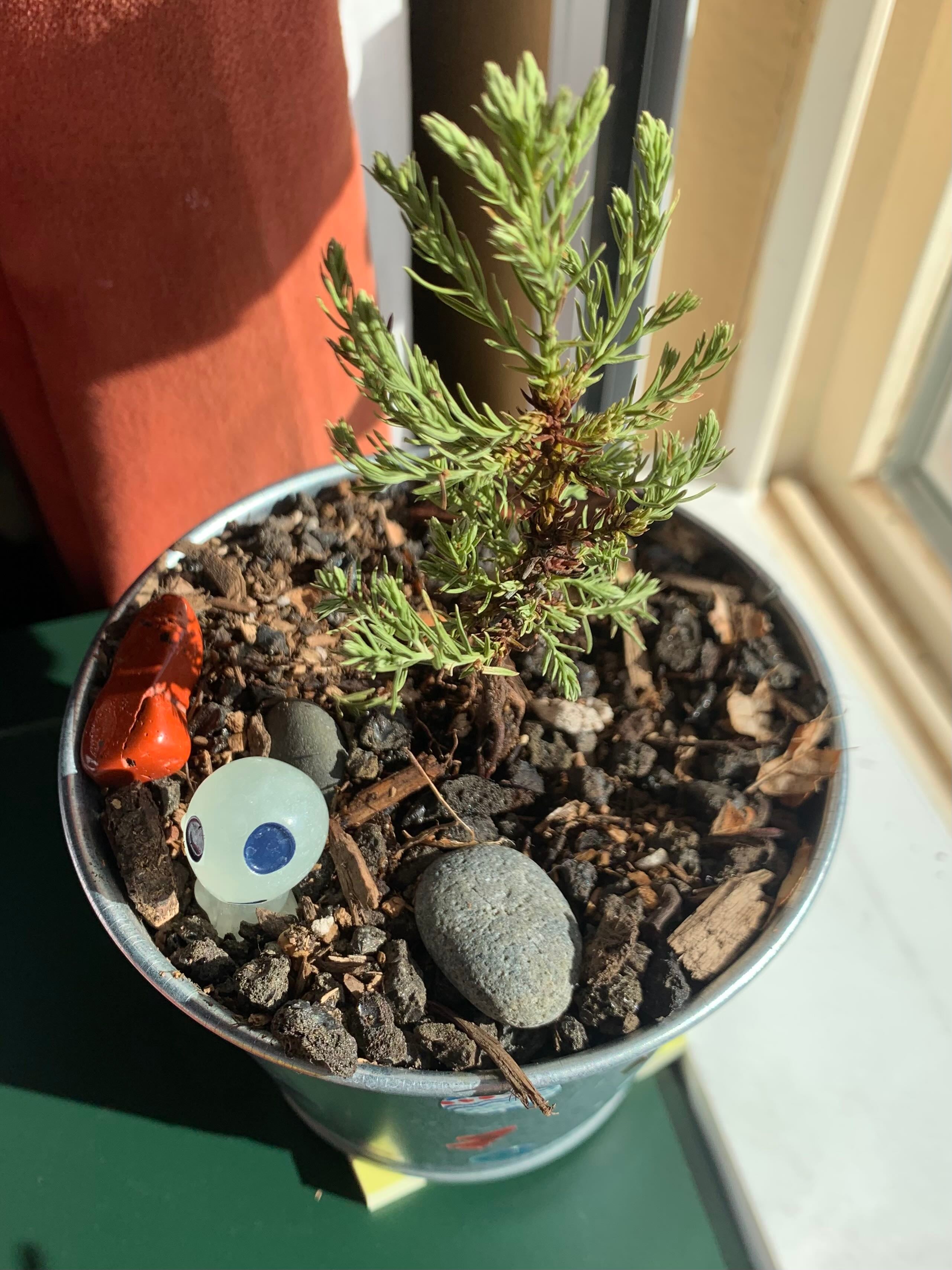How Can You Tell If A Coast Redwood Is Dying?