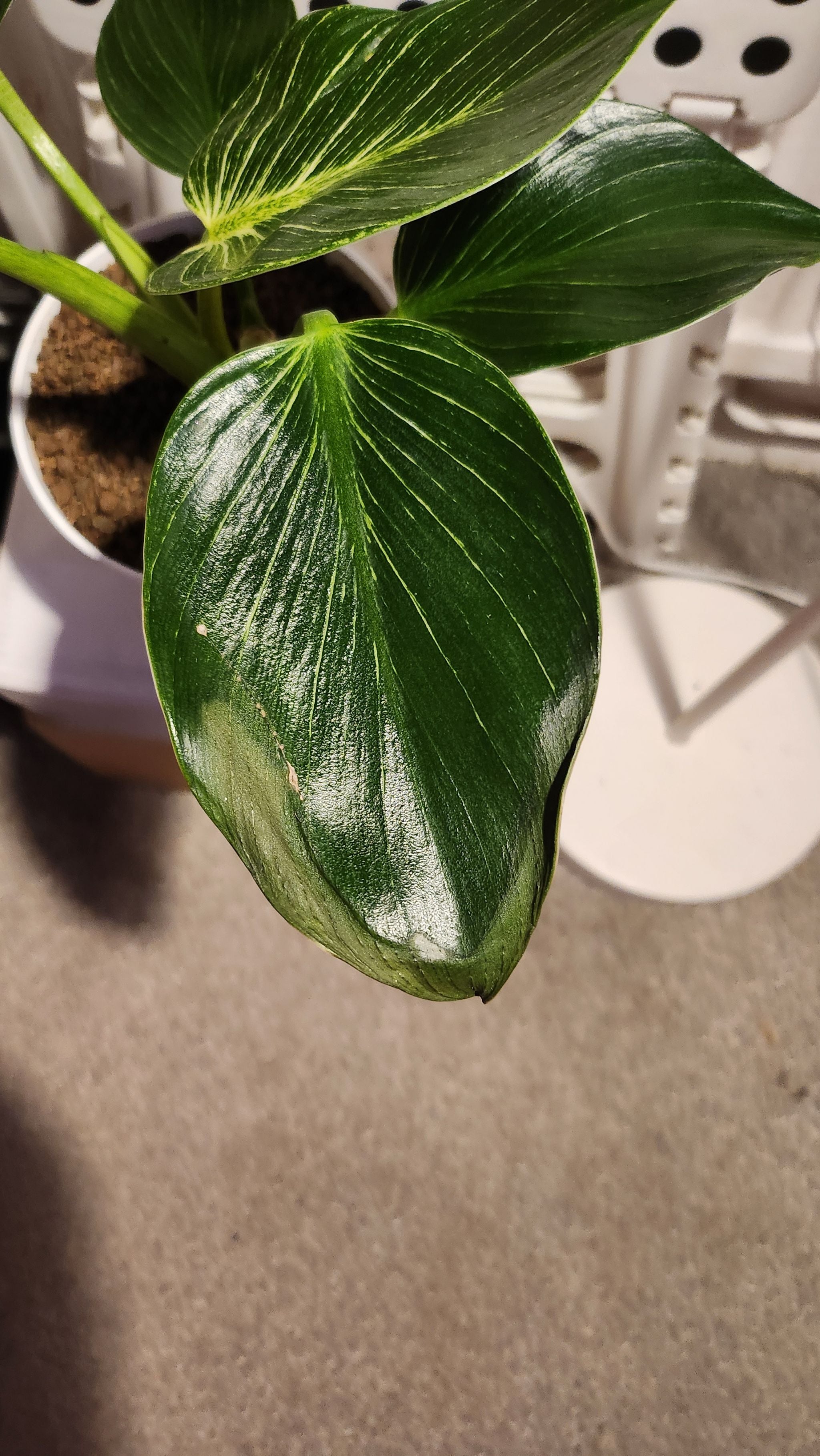 The Complete Philodendron campii 'Lynette' Plant Care Guide: Water ...