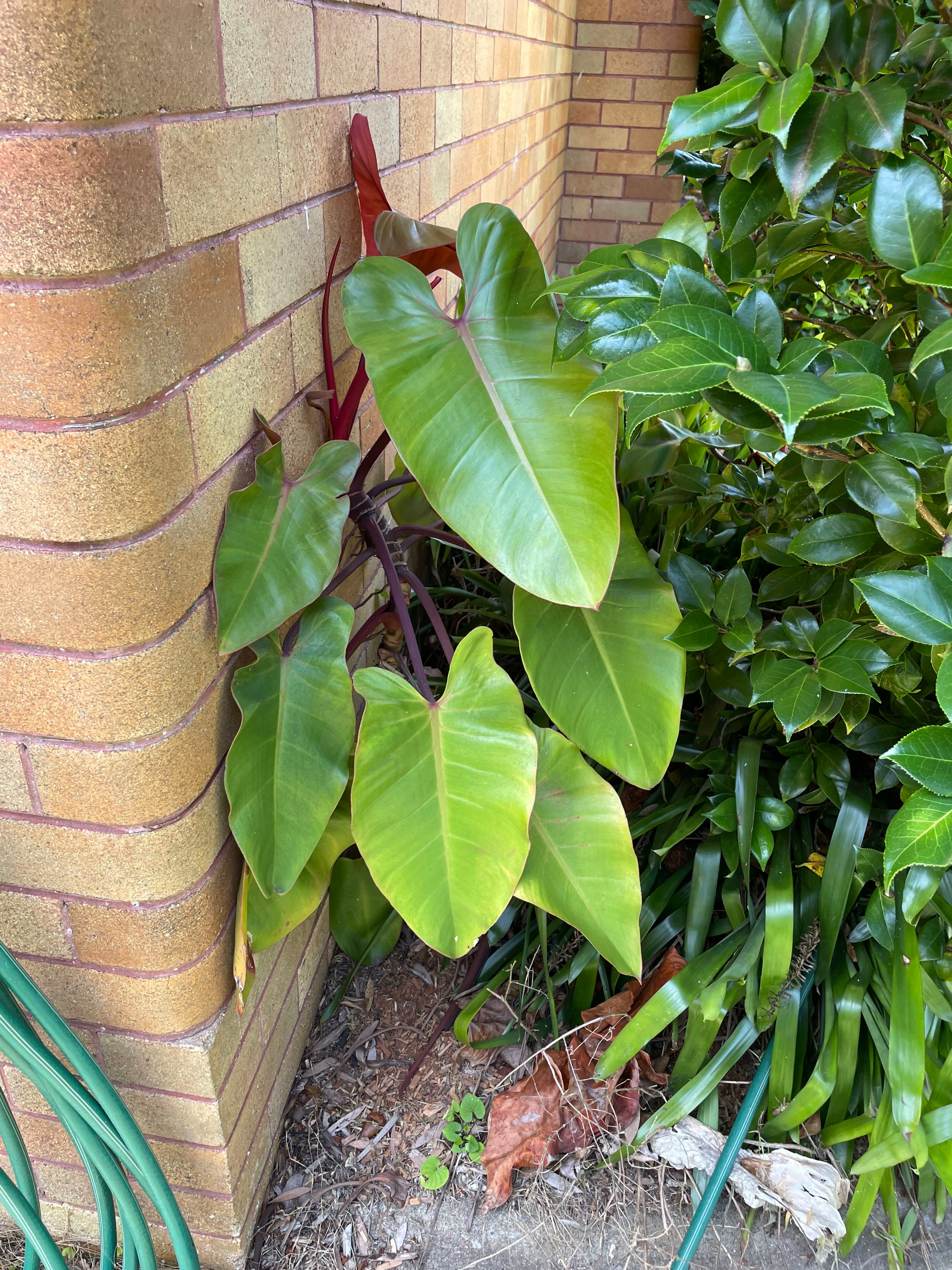 The Complete Philodendron campii 'Lynette' Plant Care Guide: Water ...