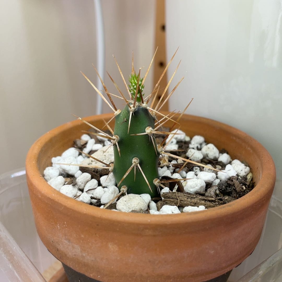 Keep Your prickly pear Alive: Light, Water & Care Instructions