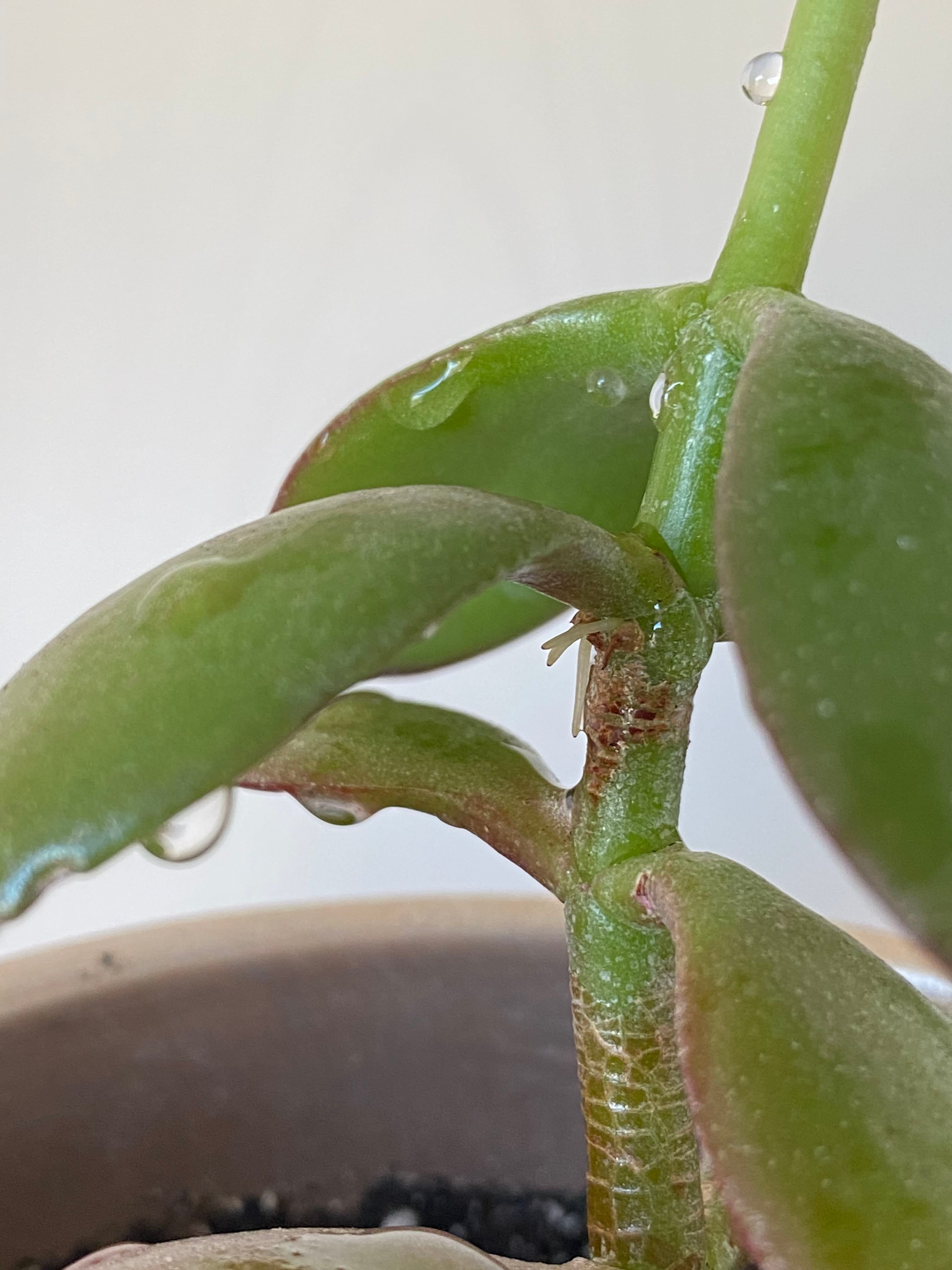 🦋 Butterfly Bush Care: Preventing and Treating Root Rot