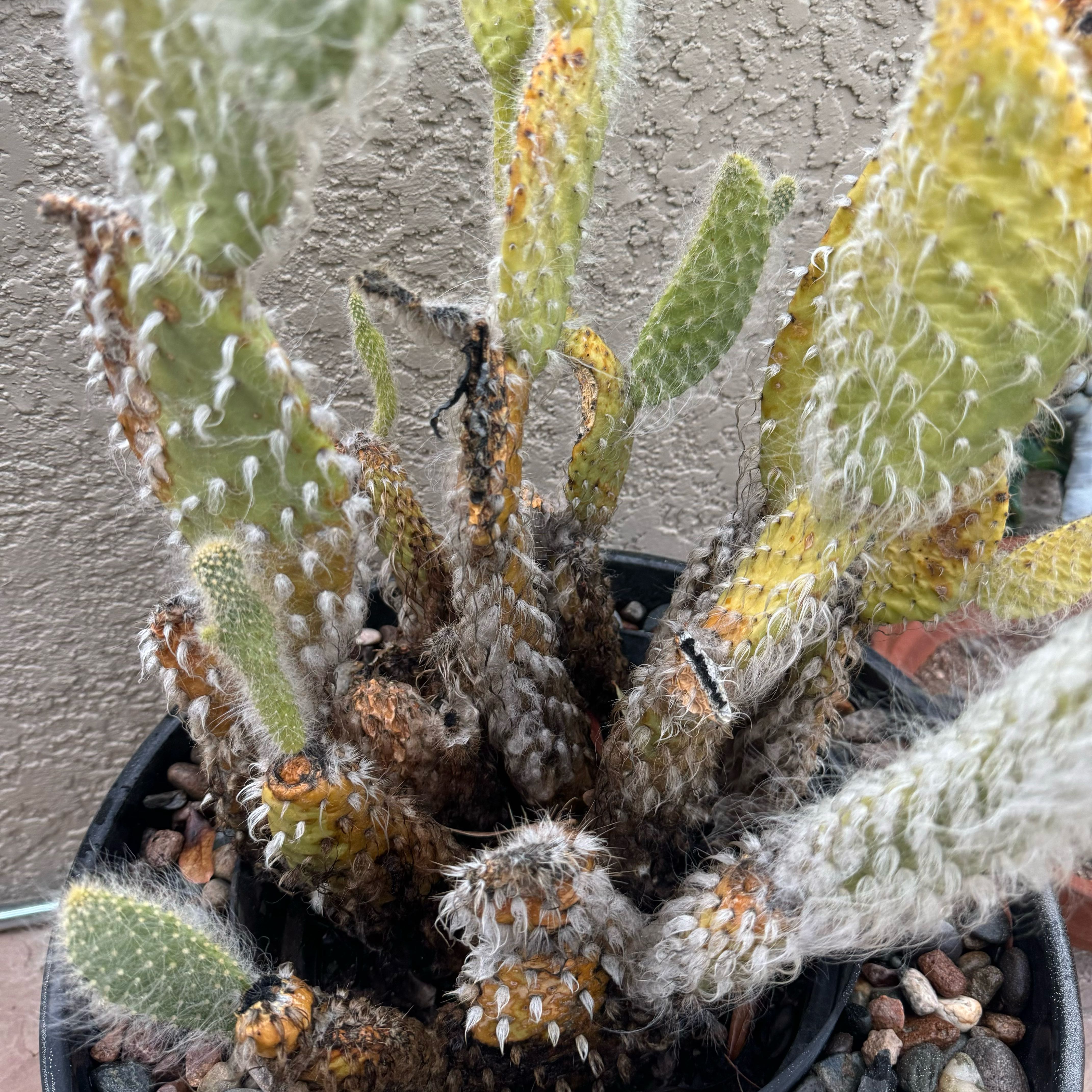 Snow Fuzzy Care 101: Water, Light & Growing Tips