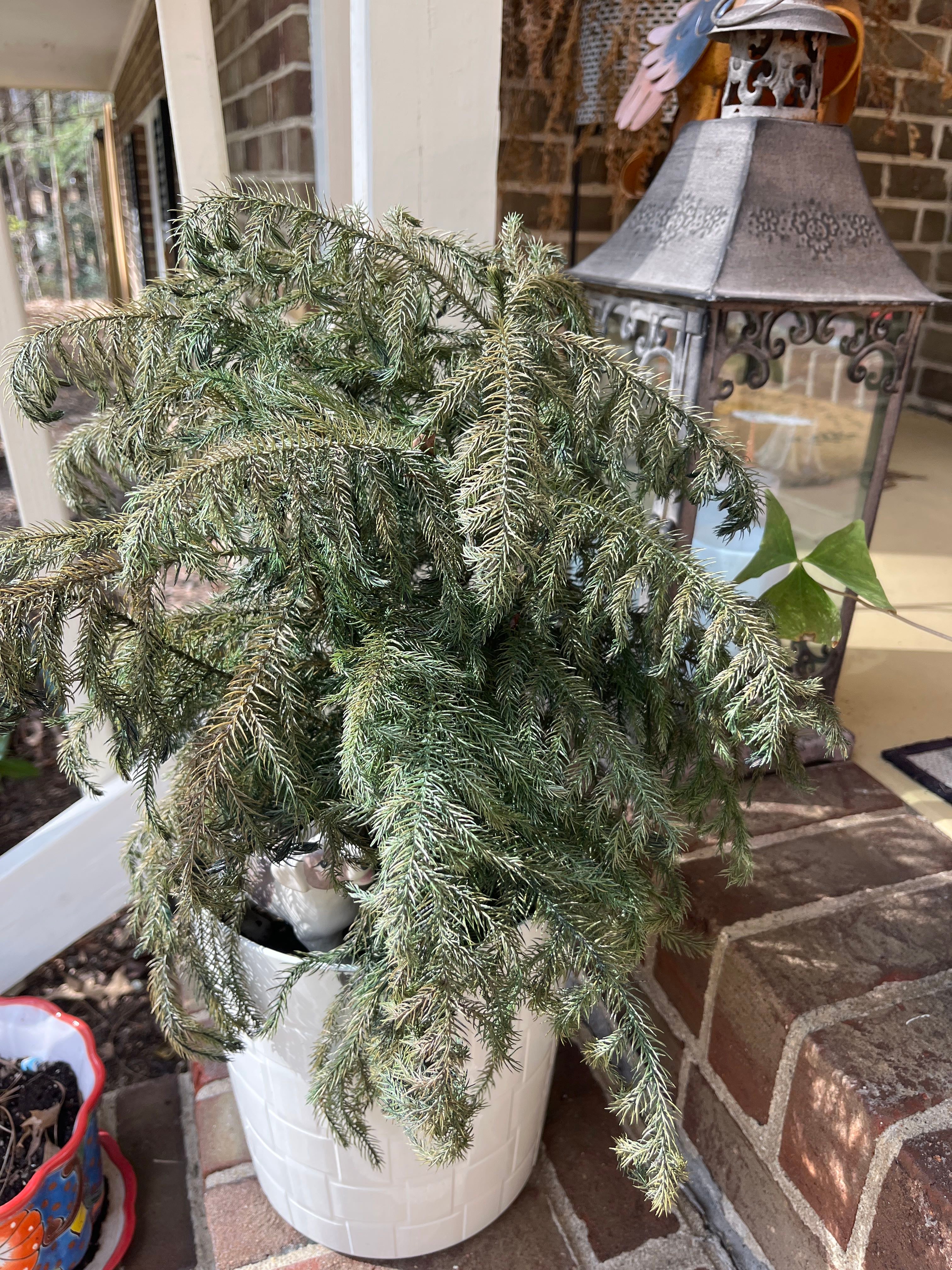 How To Propagate Your Norfolk Island Pine