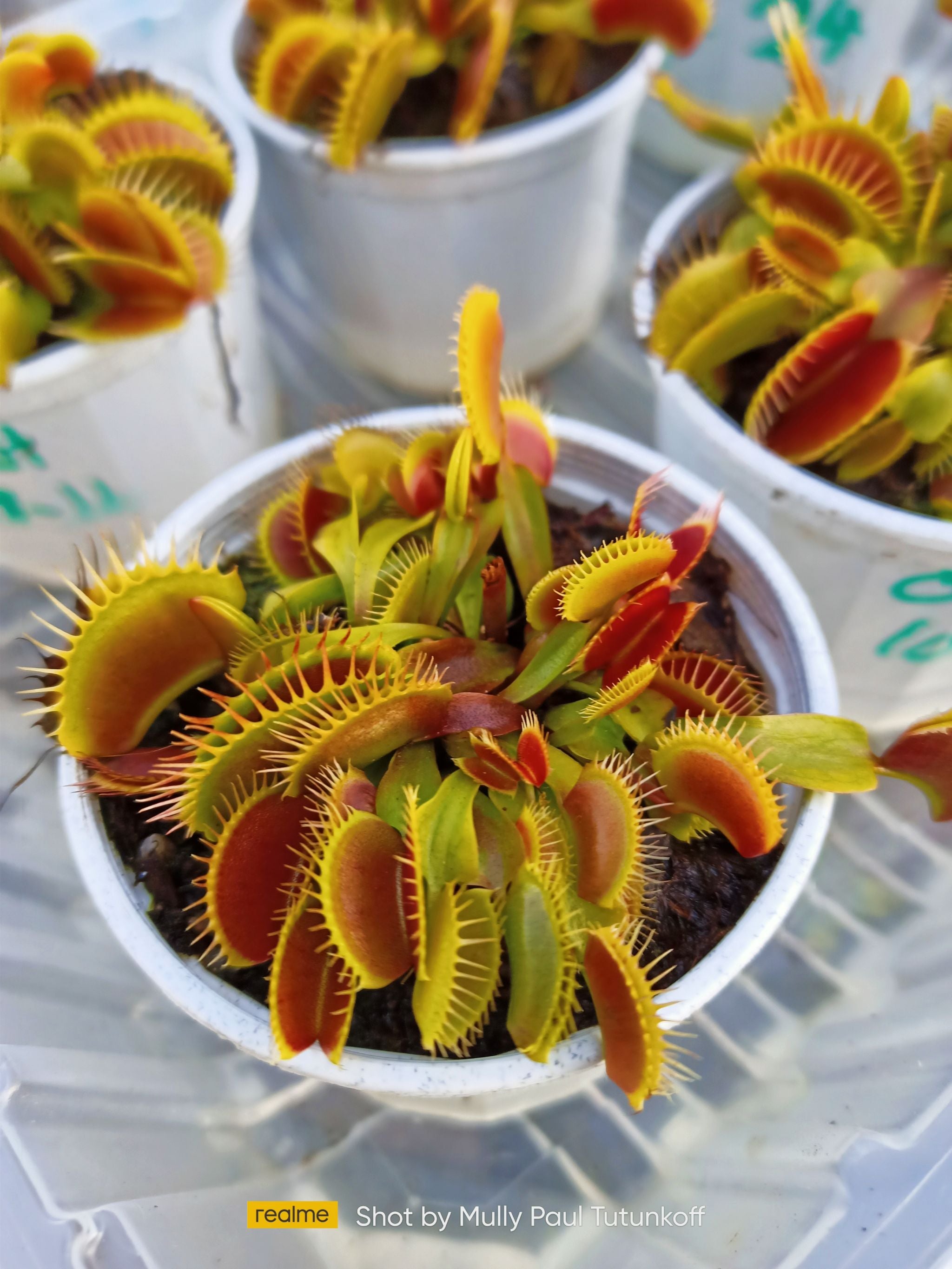 Venus Flytrap: How Much Water & Light Does it Need to Thrive?
