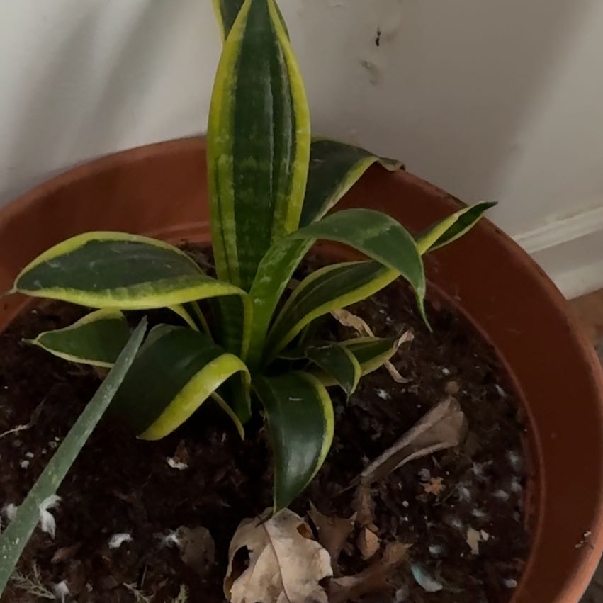 Tree Diddy | A plant by @YiftSatinpothos on Greg