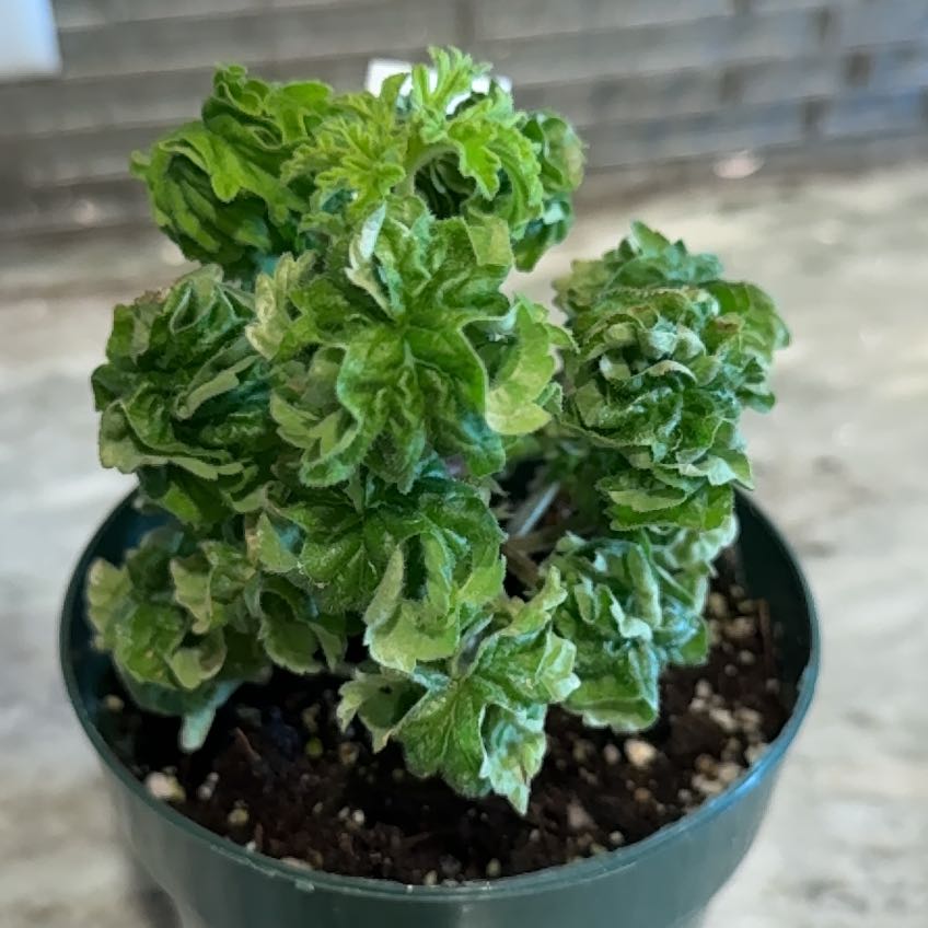 Scented Curly Geranium Plant Care: Water, Light, Nutrients | Greg App 🌱