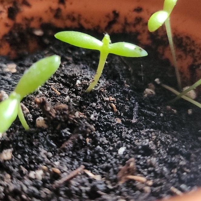 Rango | A plant by @HoorayLilliput on Greg