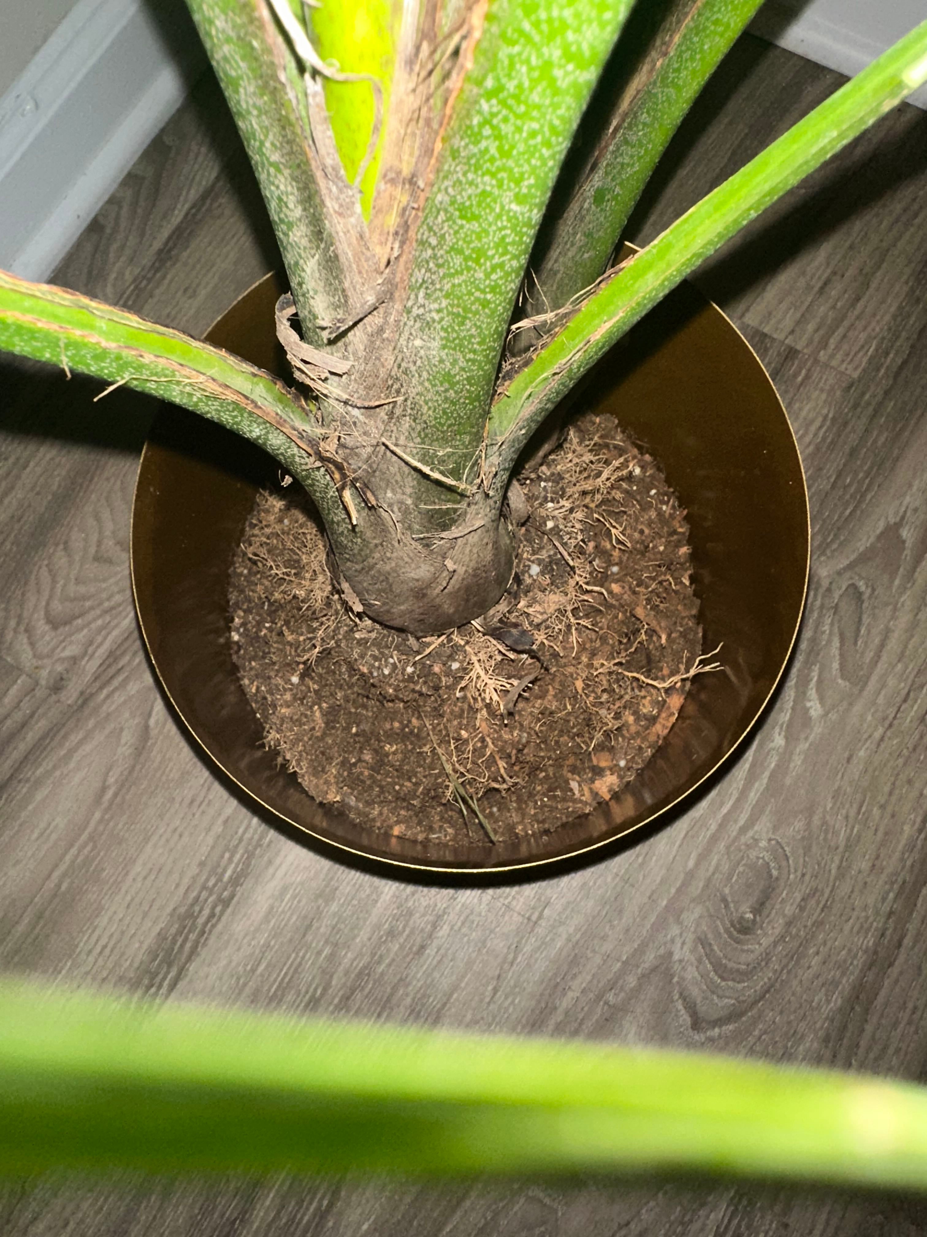 Propagating Your Majesty Palm: Step-by-step Guide 👶