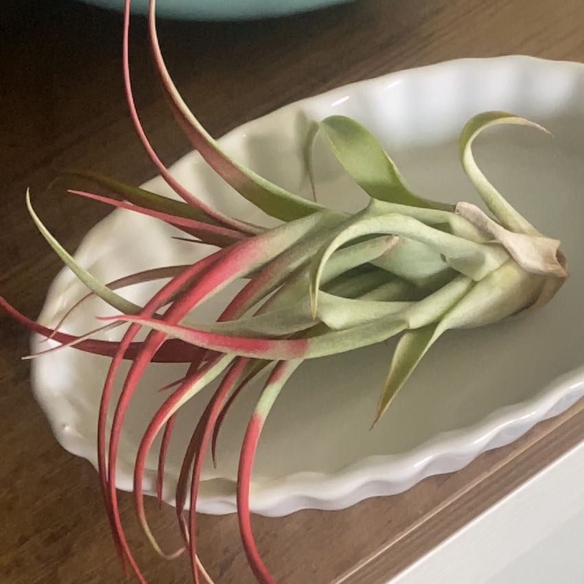 How to Care for Red Tillandsia Air Plant: Mastering Water, Sunlight & More