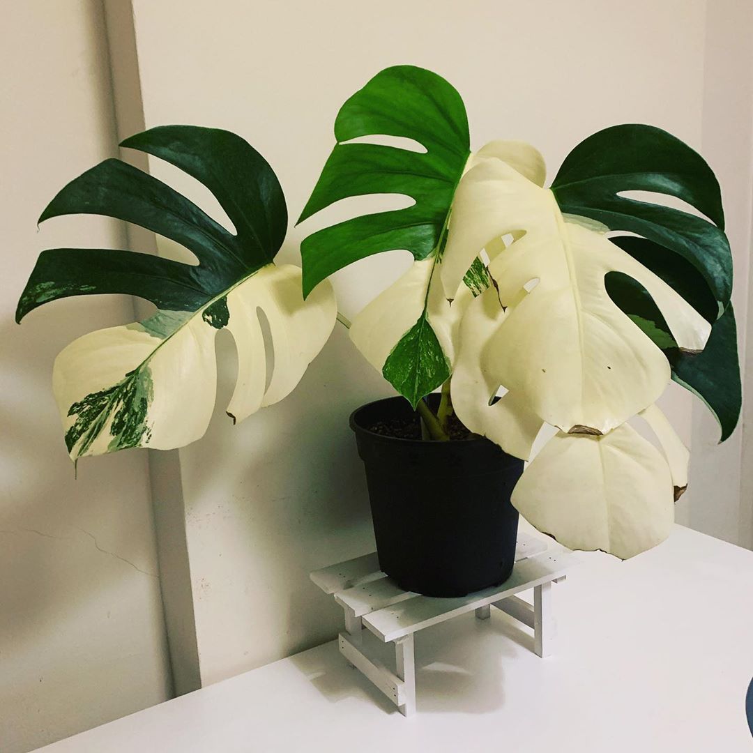 Variegated Monstera Plant Care: Water, Light, Nutrients | Greg App 🌱