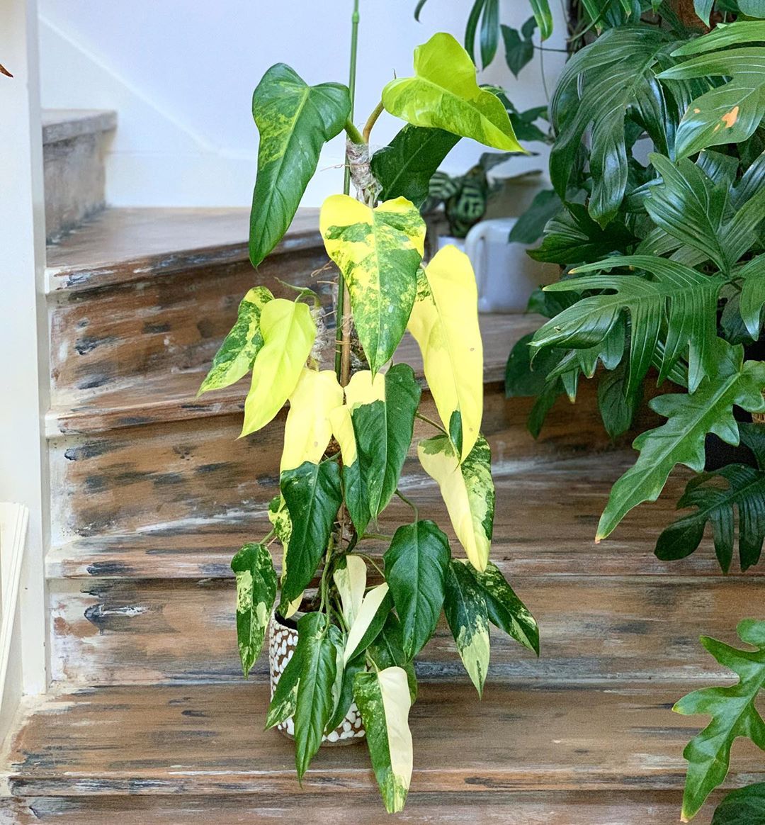 Variegated Philodendron Plant Care: Water, Light, Nutrients | Greg App 🌱